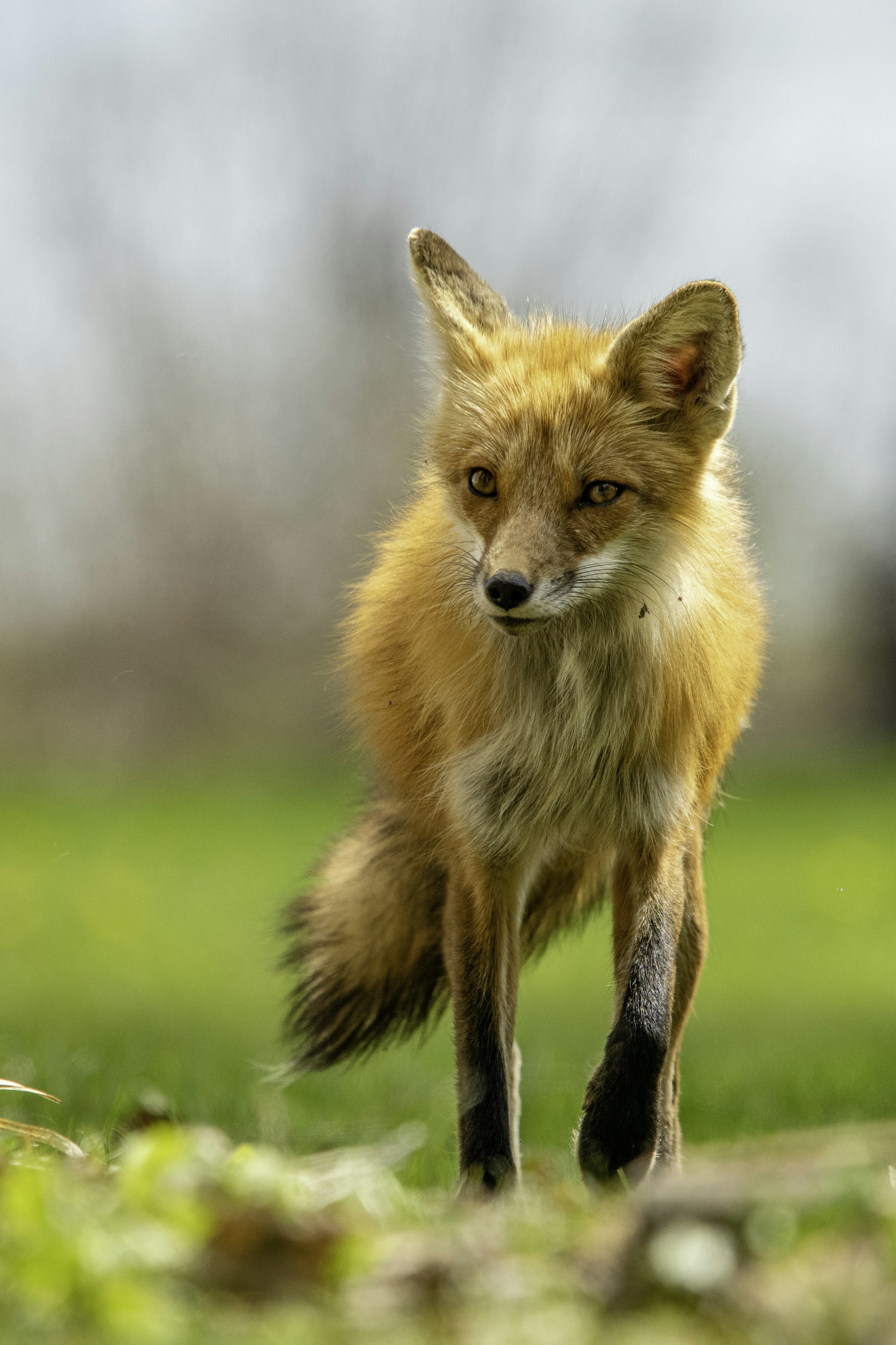 A red fox strides confidently through a vibrant green field, its keen gaze focused ahead. The soft fur and alert posture convey a sense of curiosity and vitality.