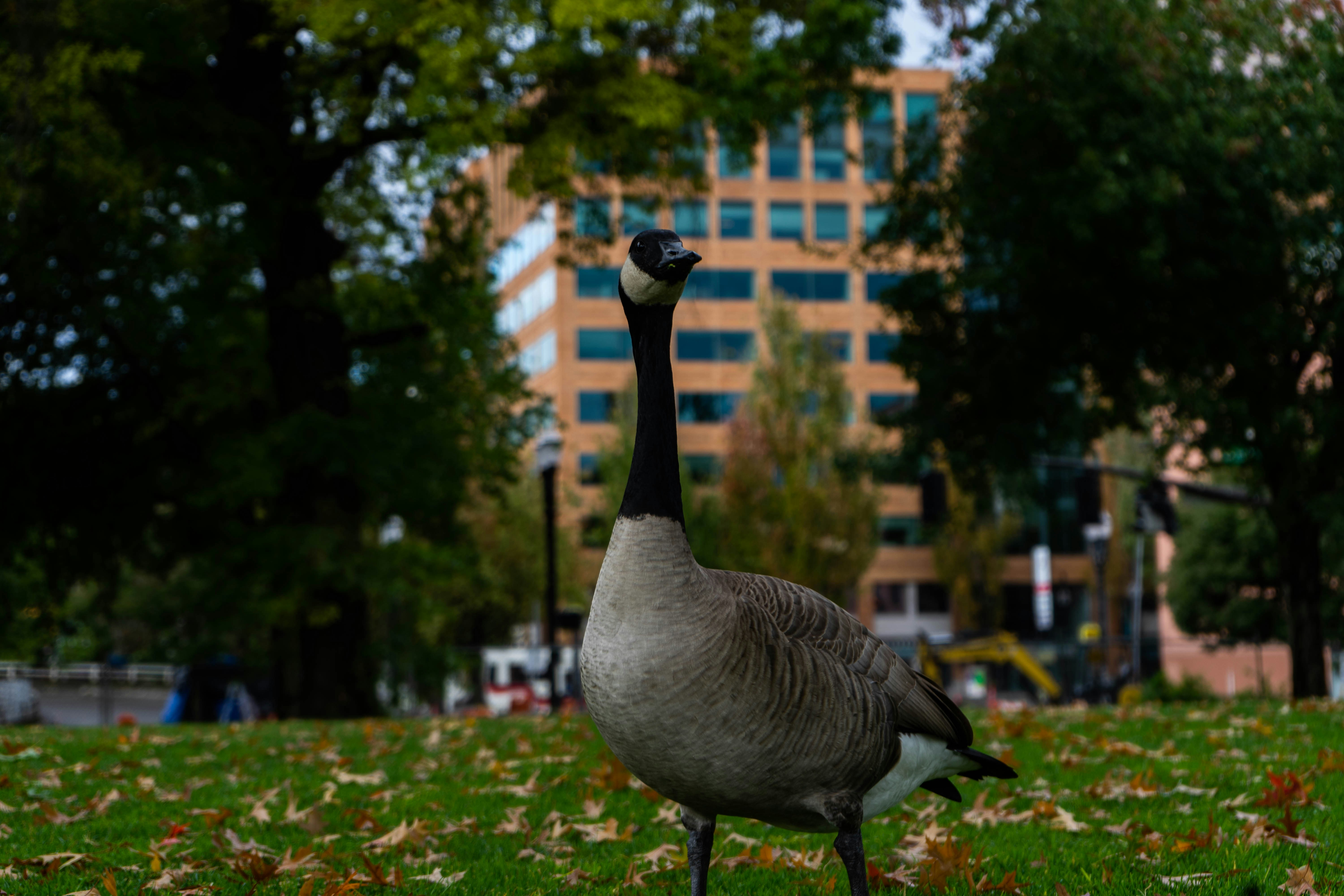 A Canada goose stands prominently in a park, framed by autumn leaves and an urban backdrop of buildings. Its posture conveys a sense of watchfulness.