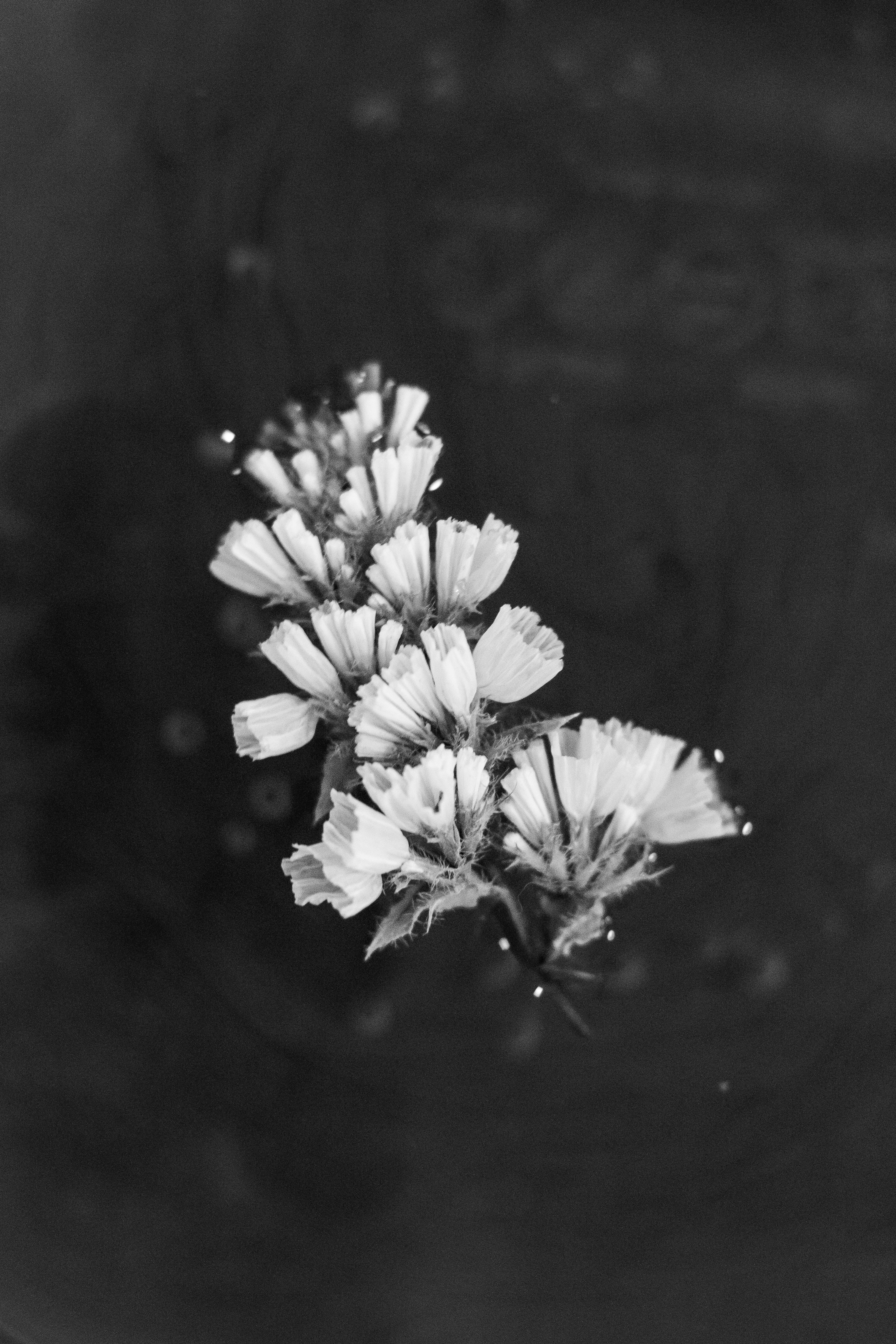 Whispering Bloom: A White Flower in Quiet Water
