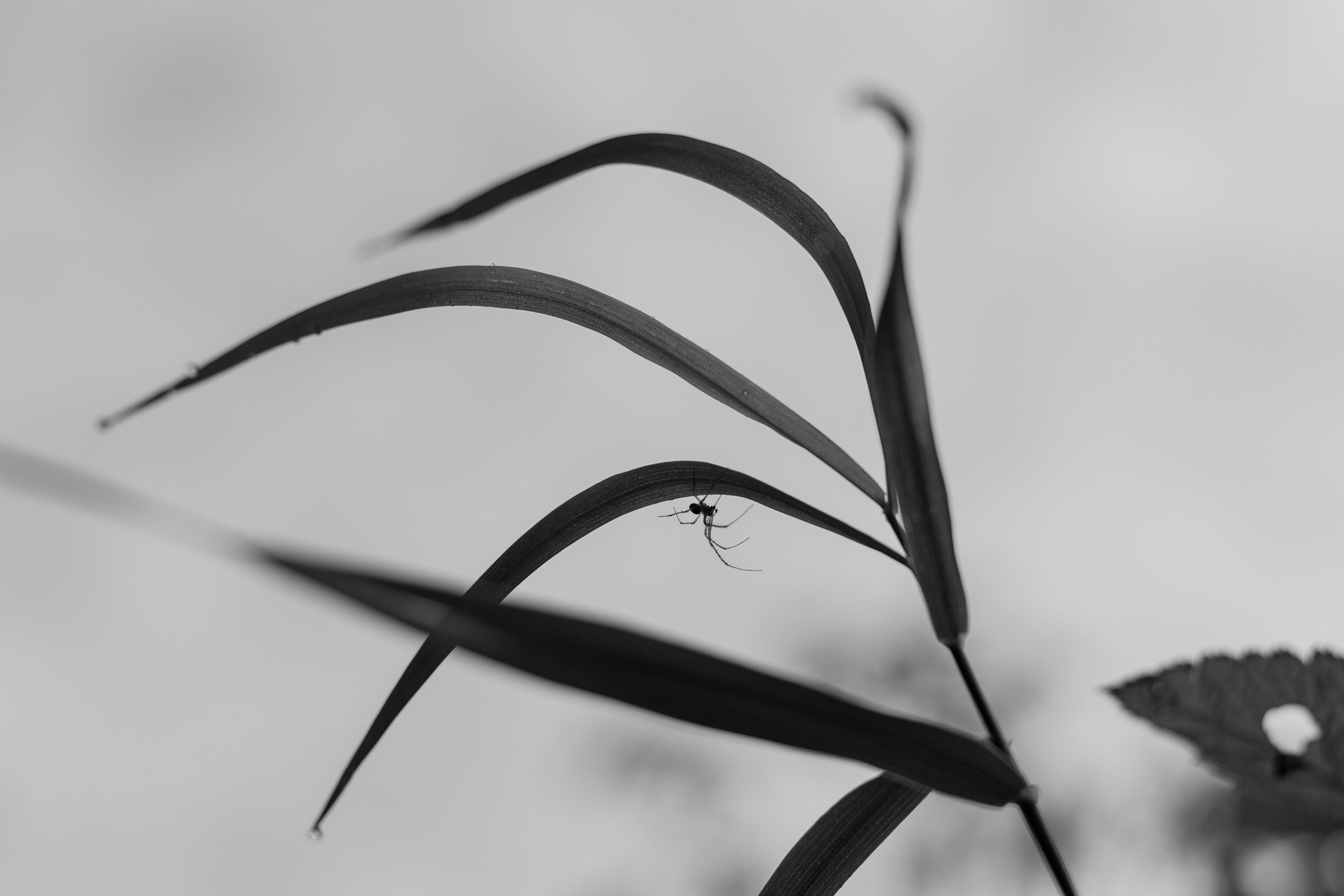 Tiny Acrobat on a Curved Blade: A Mono Macro Moment