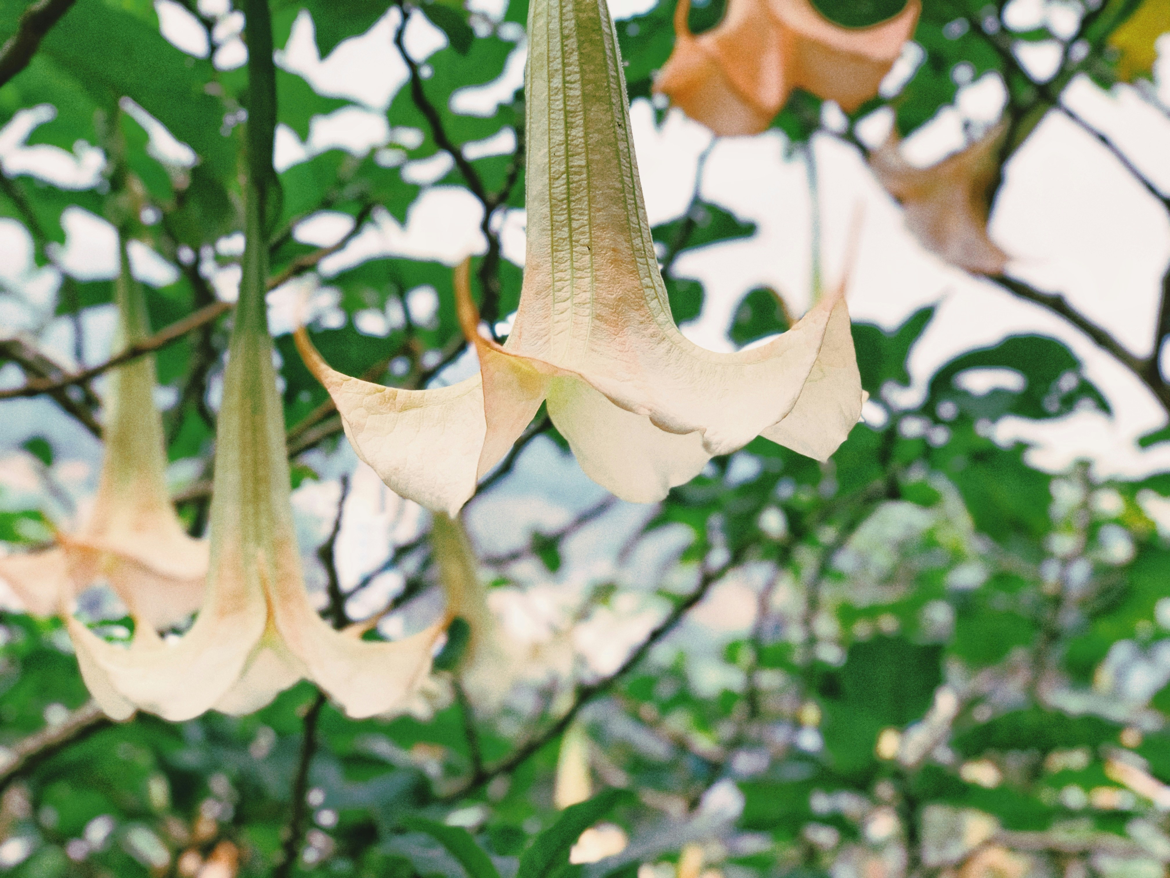 Hanging Hues: Creamy bells in a sunlit garden
