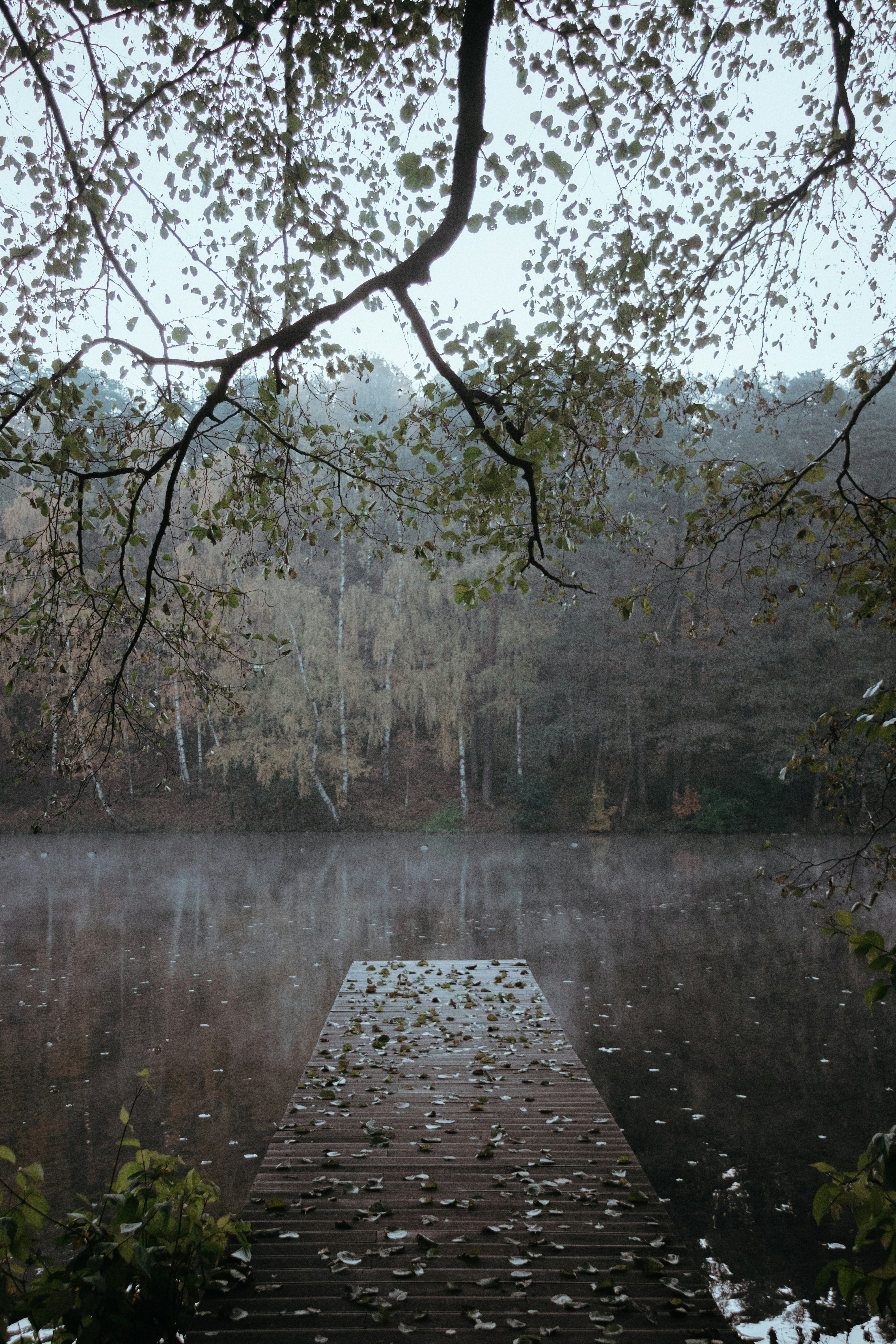 A dock in the middle of a lake surrounded by trees photo – Free Land ...