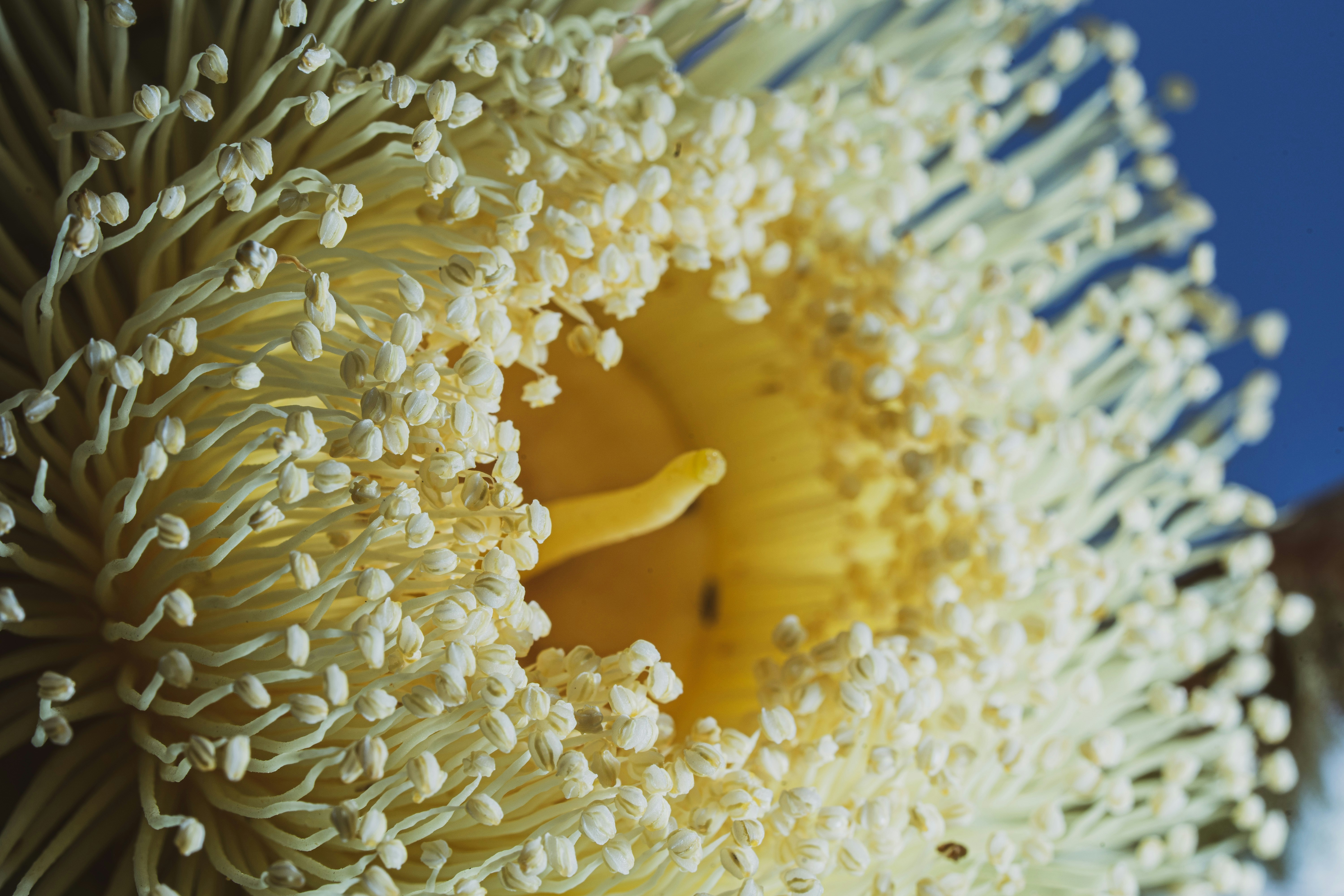 Close-up of a flower's reproductive structure, showcasing delicate stamens and vibrant colors against a contrasting background.