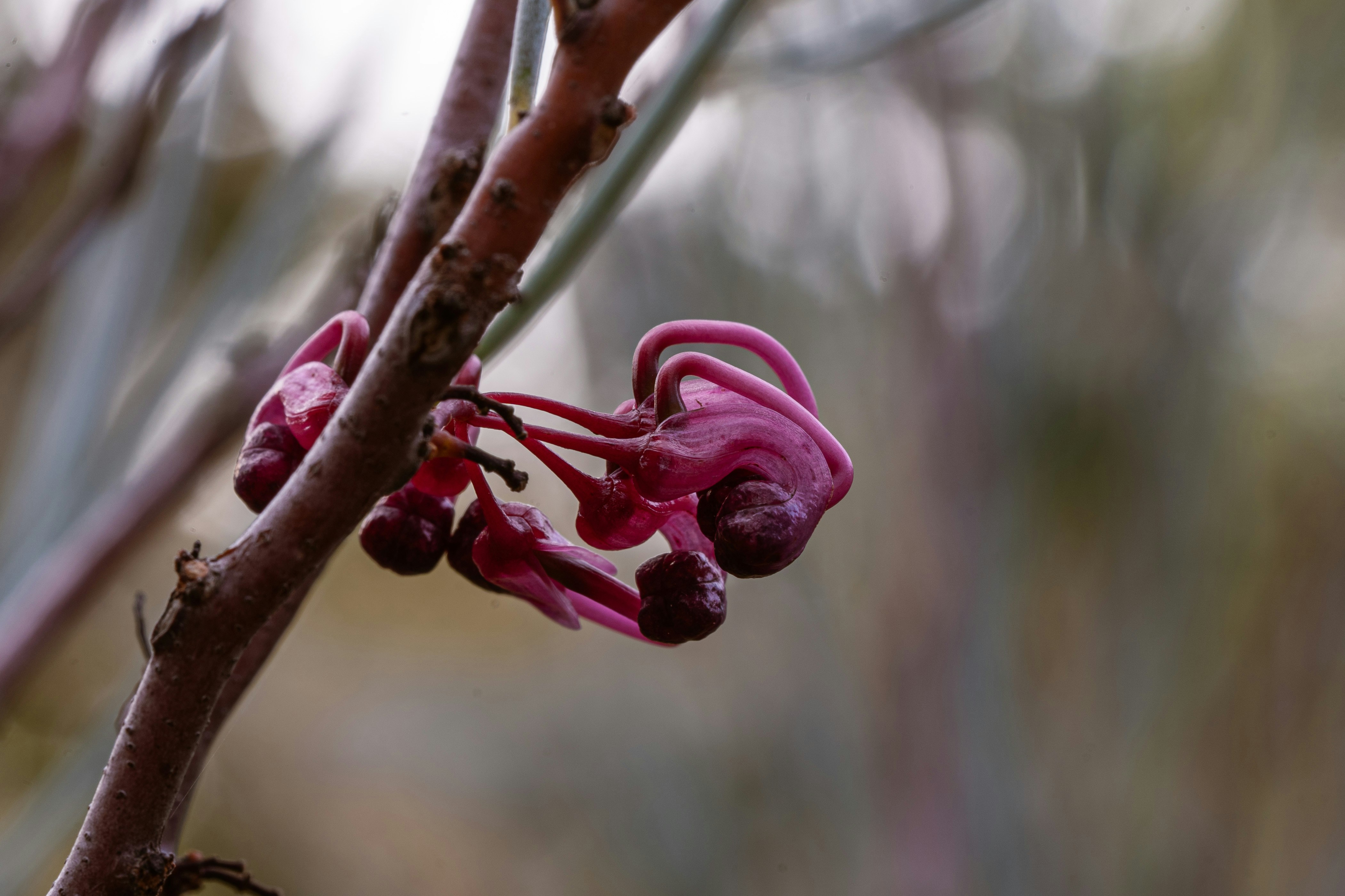 Crimson tendrils curling from a winter twig
