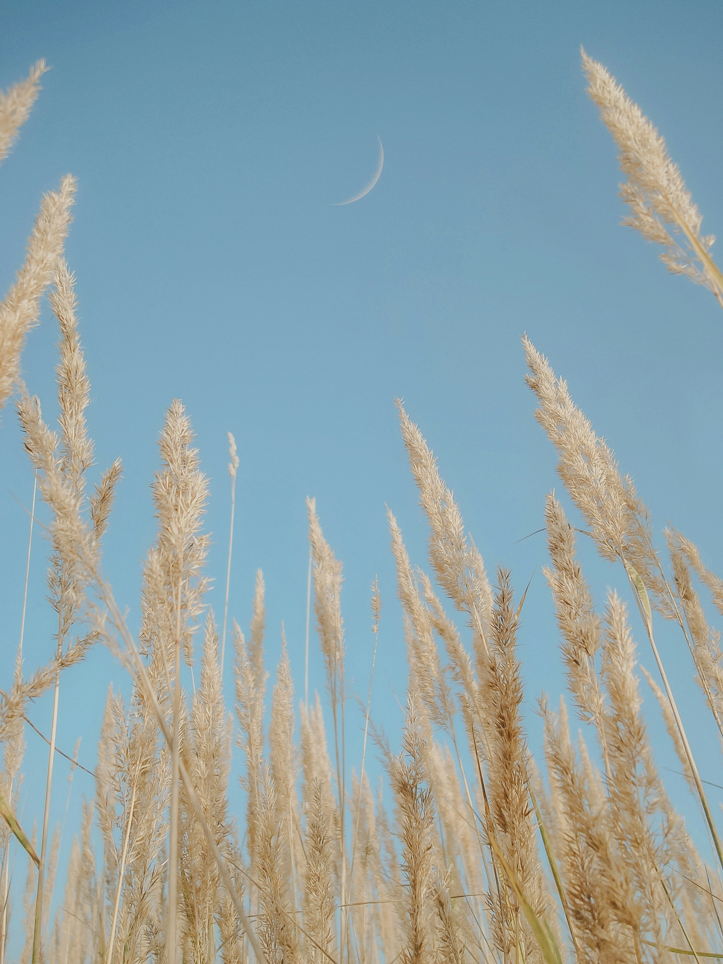 a clear blue sky and some tall grass