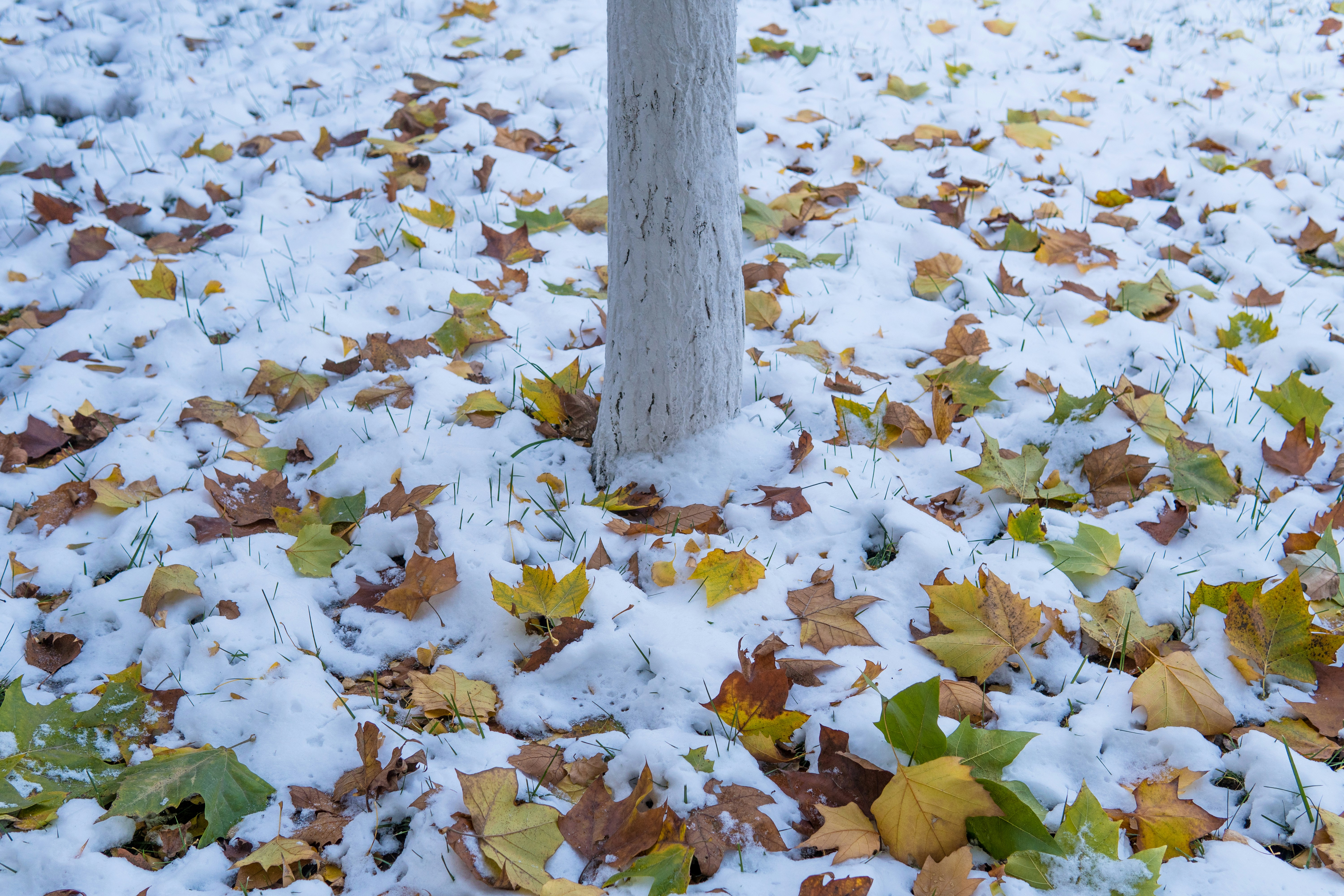 Colorful autumn leaves scattered on a snowy ground surrounding a tree trunk. The contrast between the vibrant leaves and the white snow creates a serene winter scene.