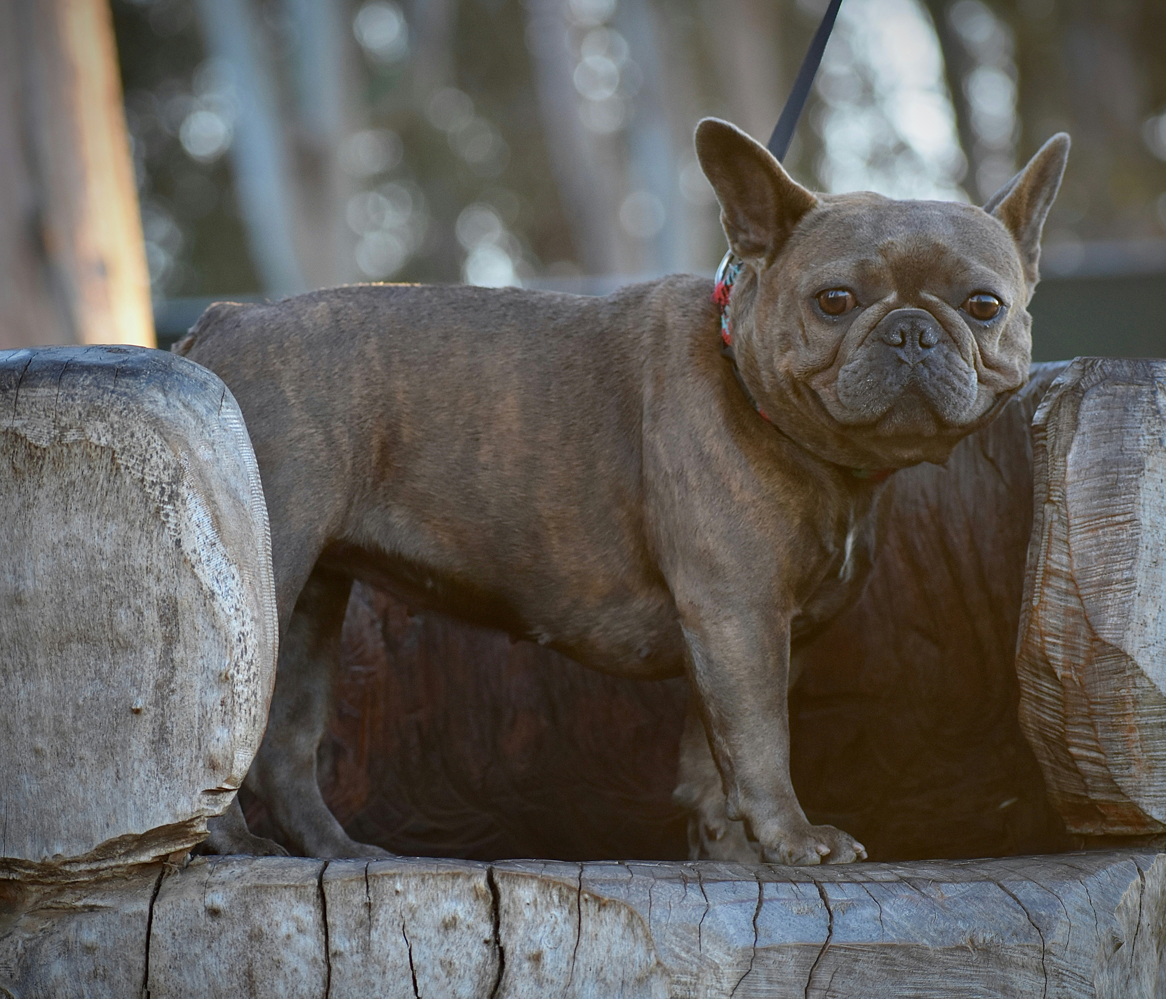 French Bulldog standing confidently on a rustic log, showcasing its playful nature and unique features.