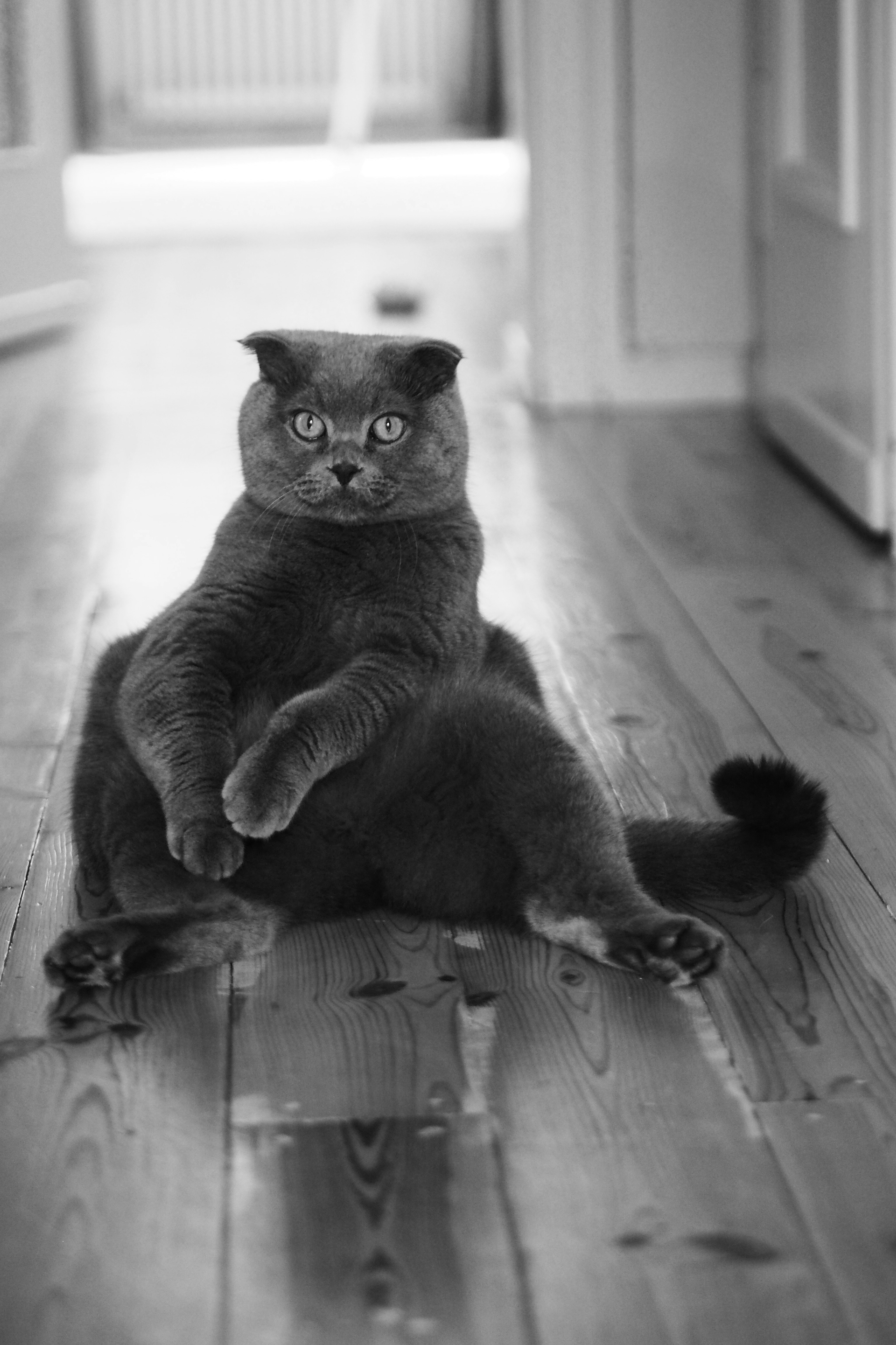 Black-and-white photograph of a domestic cat seated with splayed paws on a wooden hallway floor, gazing toward the camera. The image captures a candid indoor moment.