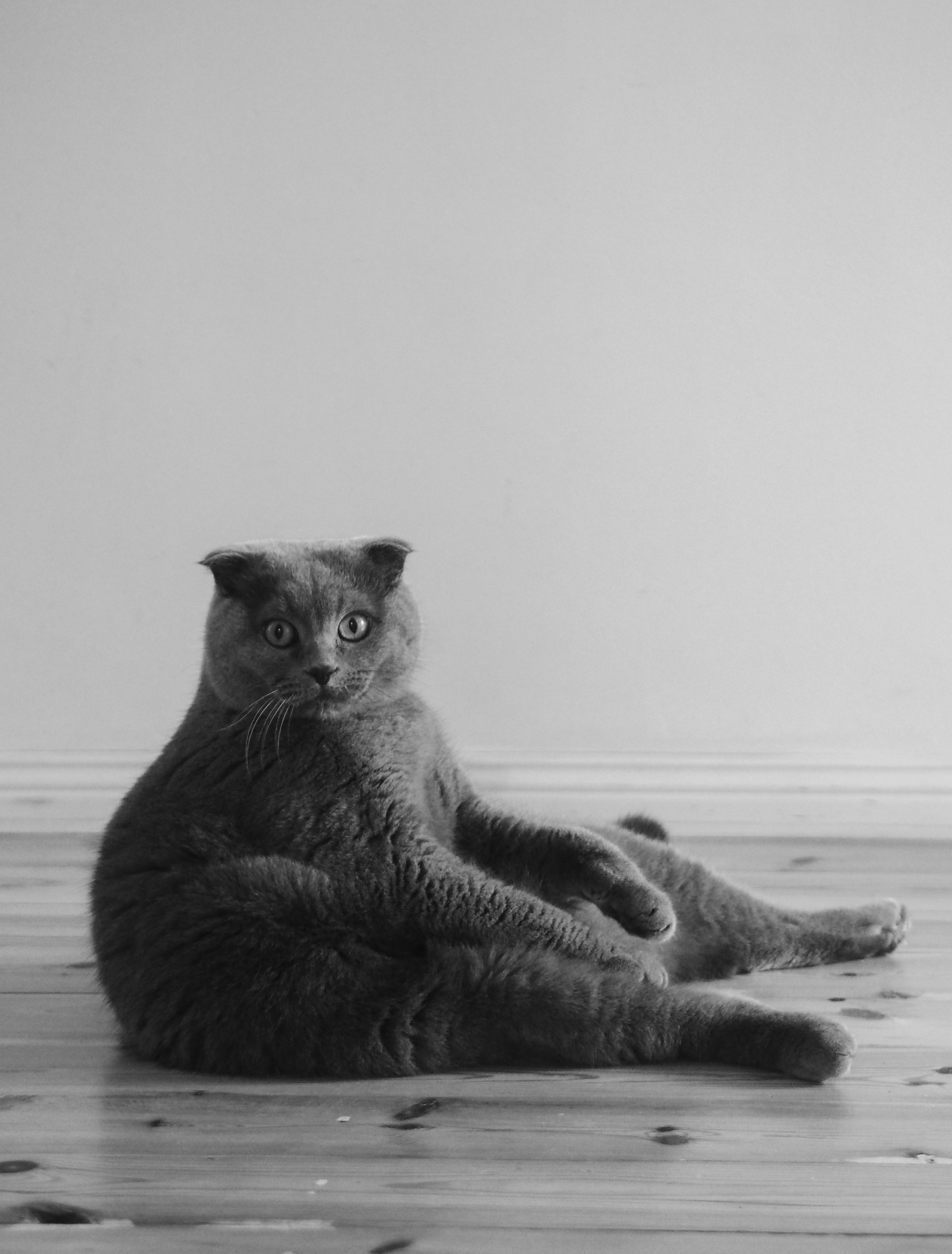 A Scottish Fold cat sitting on a polished wooden floor, gazing intently with wide eyes. The monochrome effect enhances its expressive features.