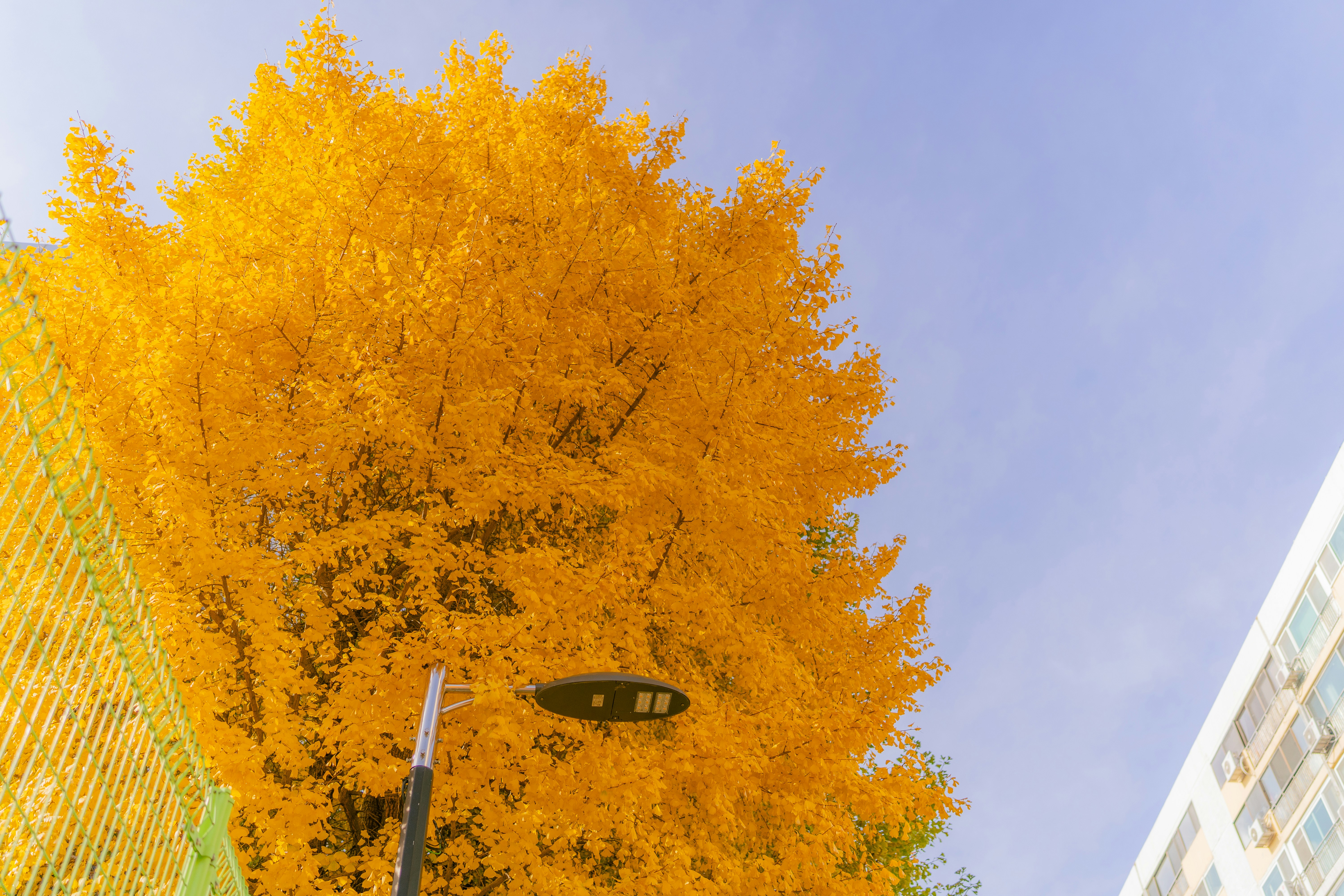 Amber Canopy Over a Quiet City Block