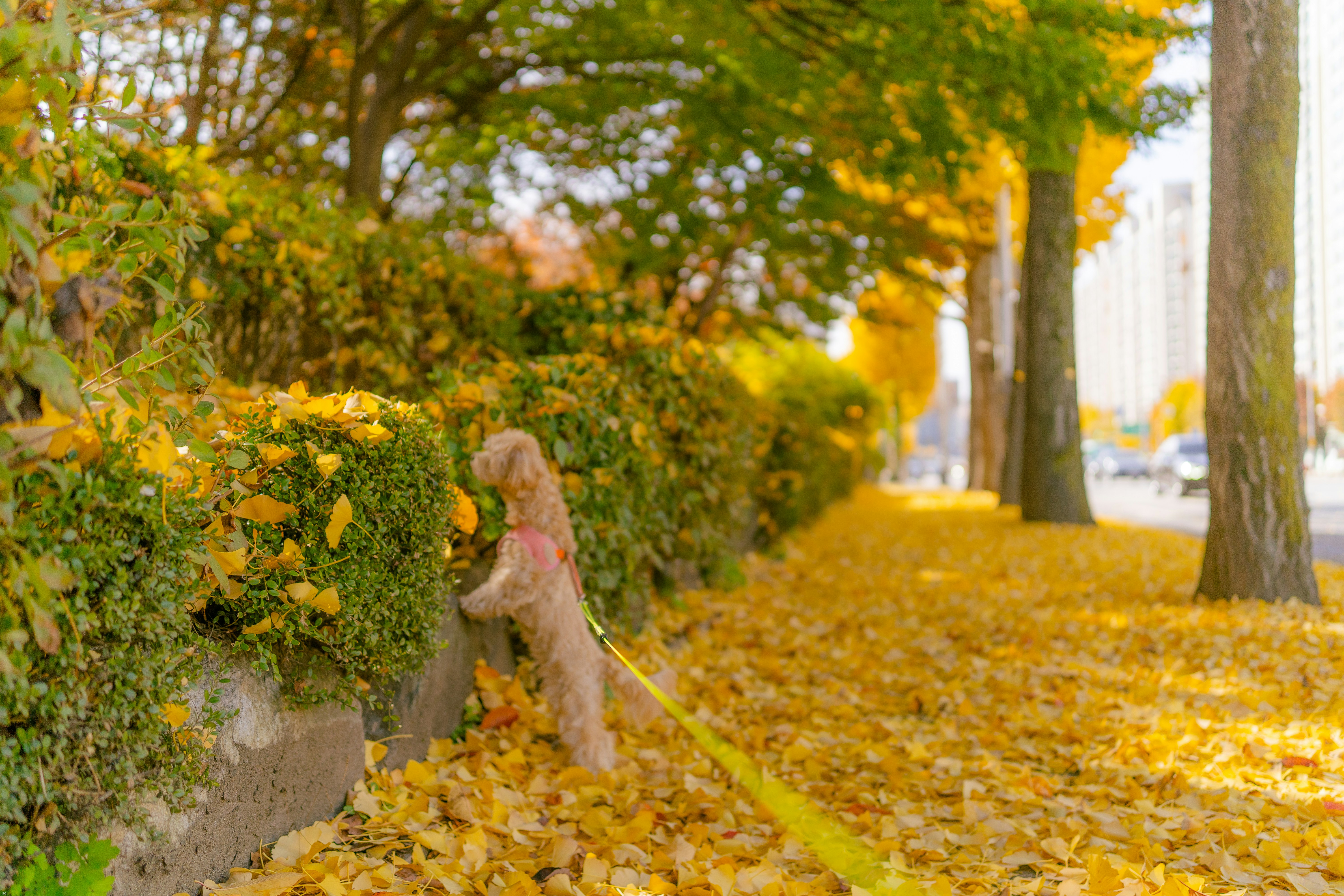 Amber Avenue Stroll: A Curious Pooch Among Fallen Leaves