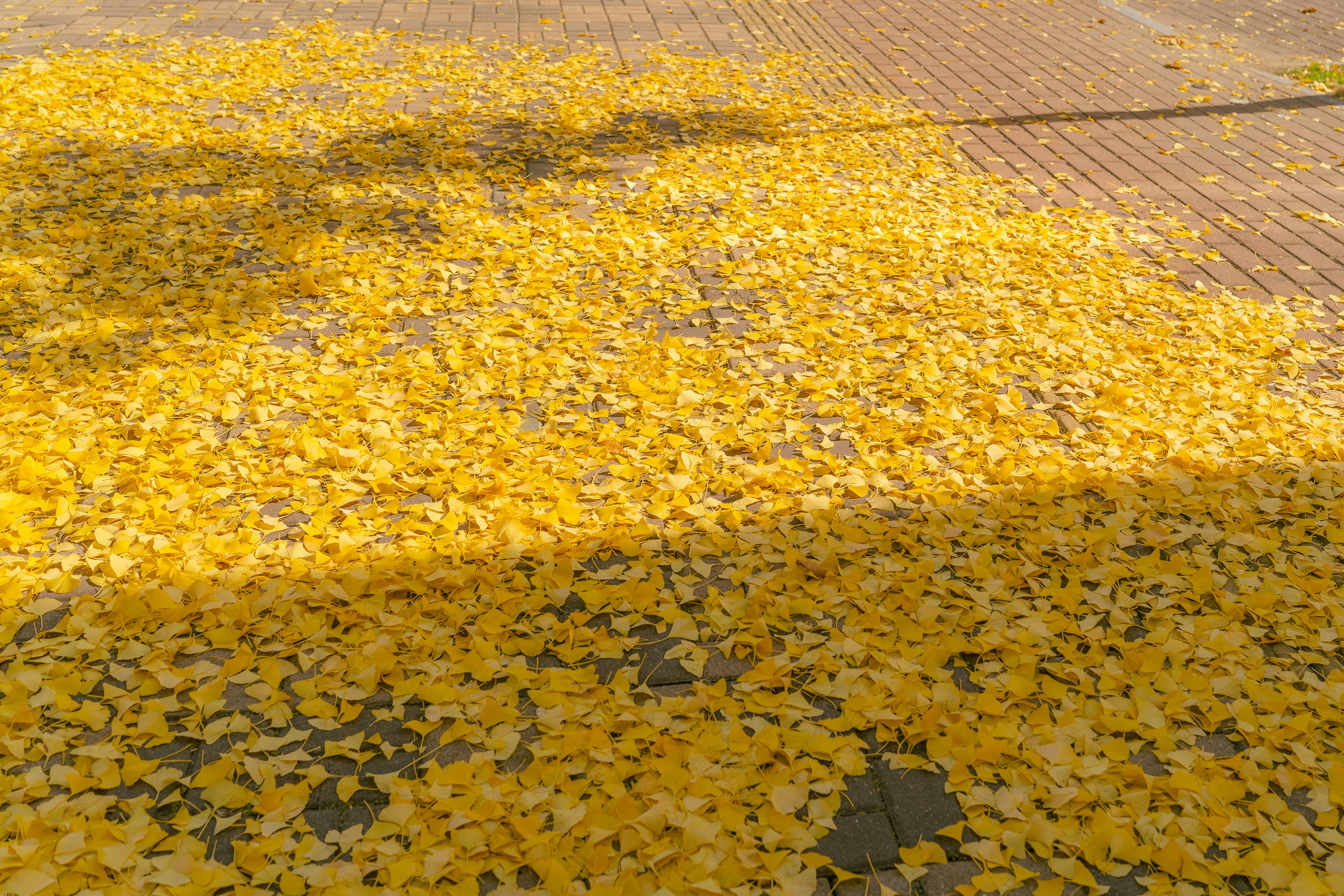Vibrant yellow ginkgo leaves blanket a brick pavement, creating a warm, inviting scene under soft sunlight.