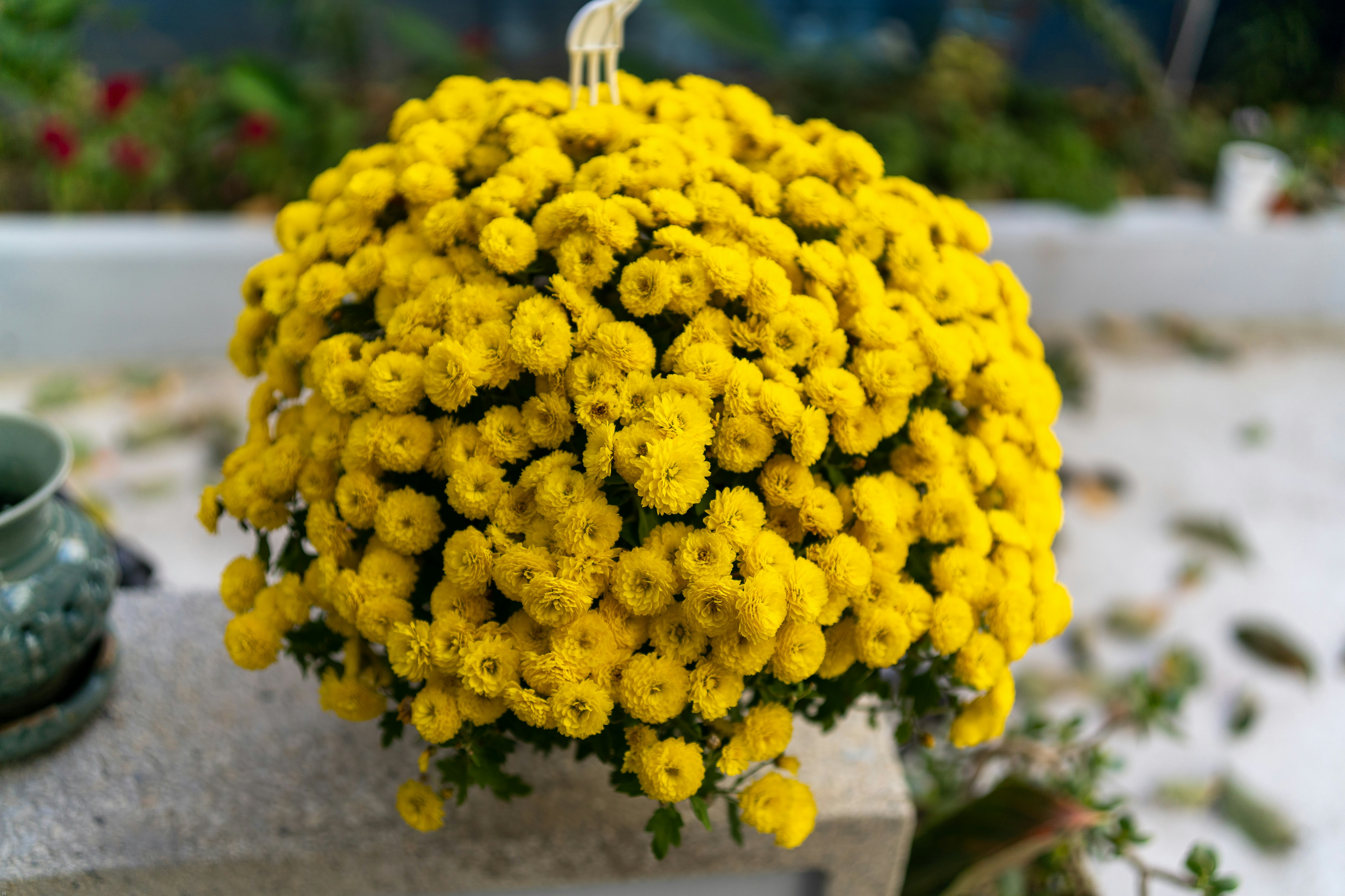 Golden Pompon Chrysanthemums Crown the Concrete Pedestal