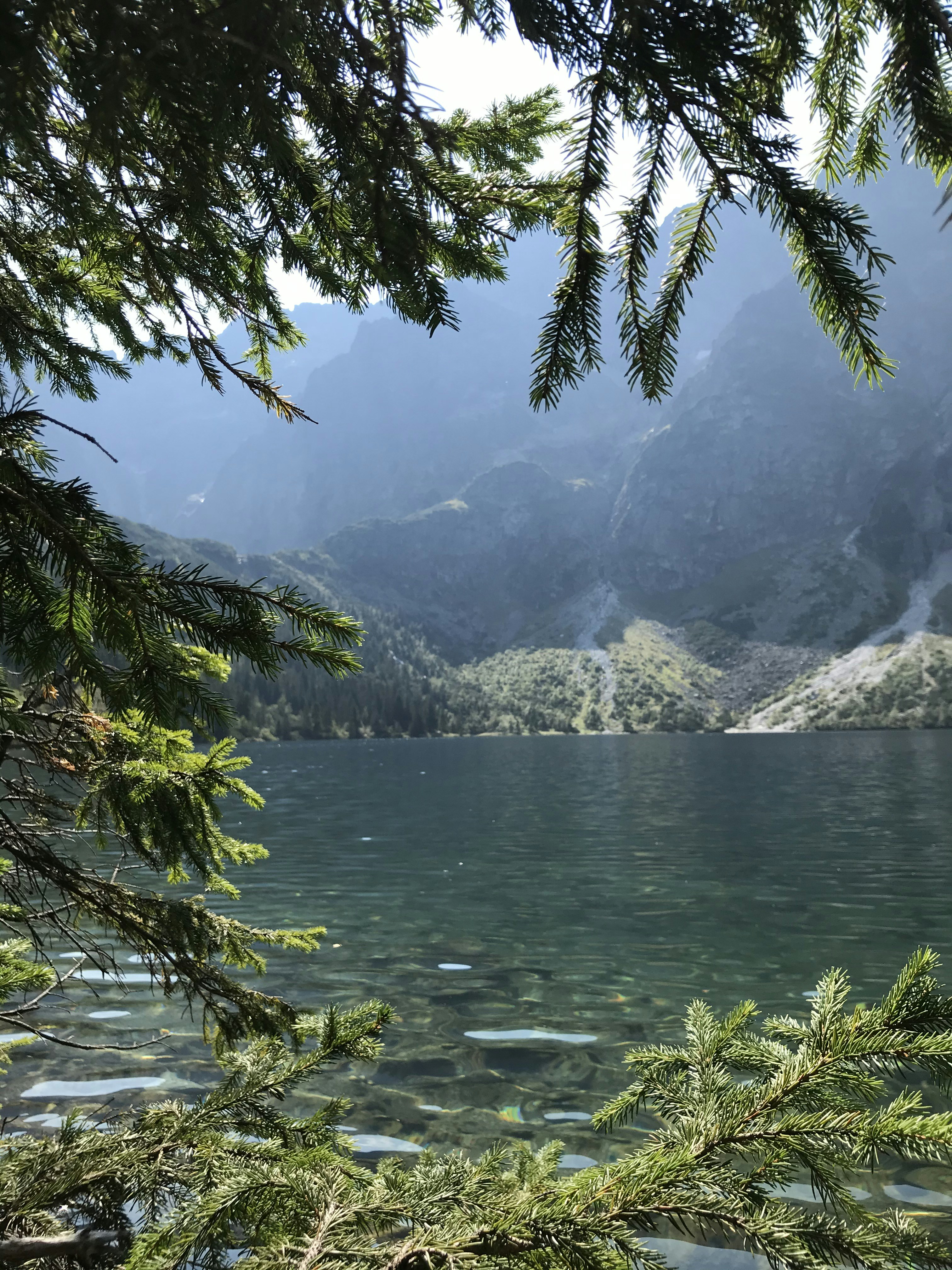 Framing the Quiet Edge: A Mountain Lake Vista Through Pines