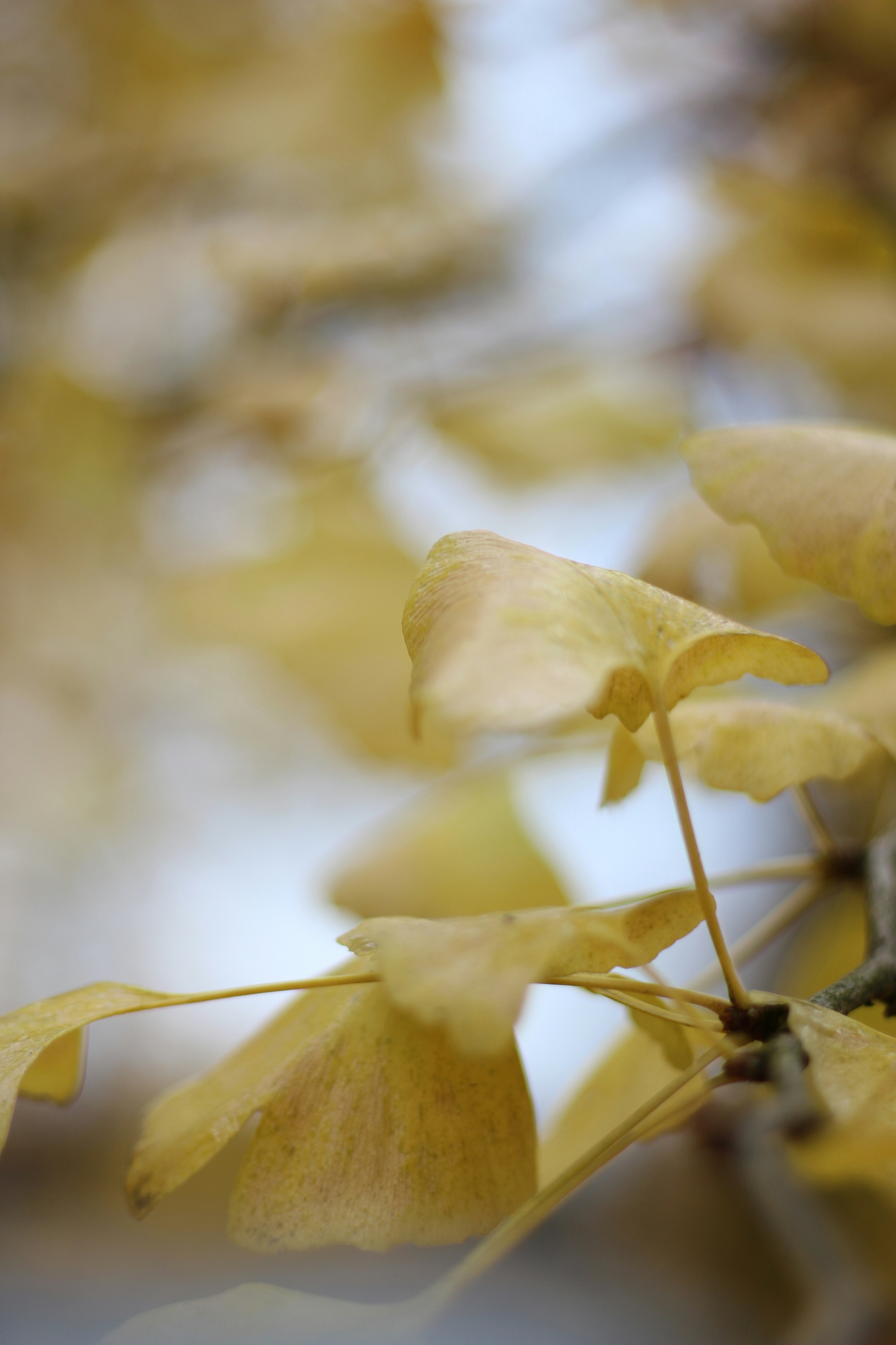 Close-up of delicate yellow ginkgo leaves against a softly blurred background, highlighting the essence of fall.