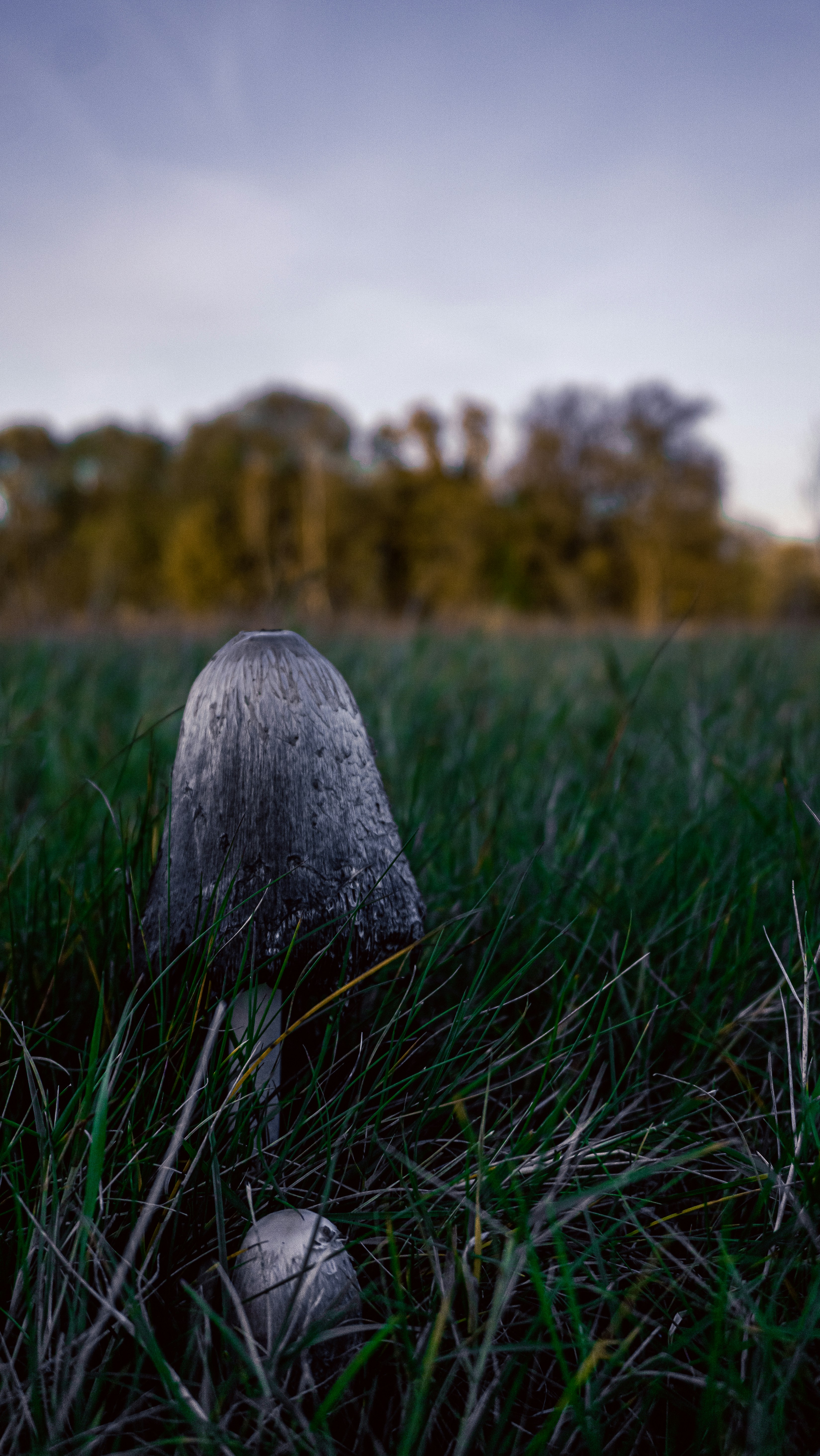 Weathered toadstool in a meadow at dusk, with a softly blurred horizon