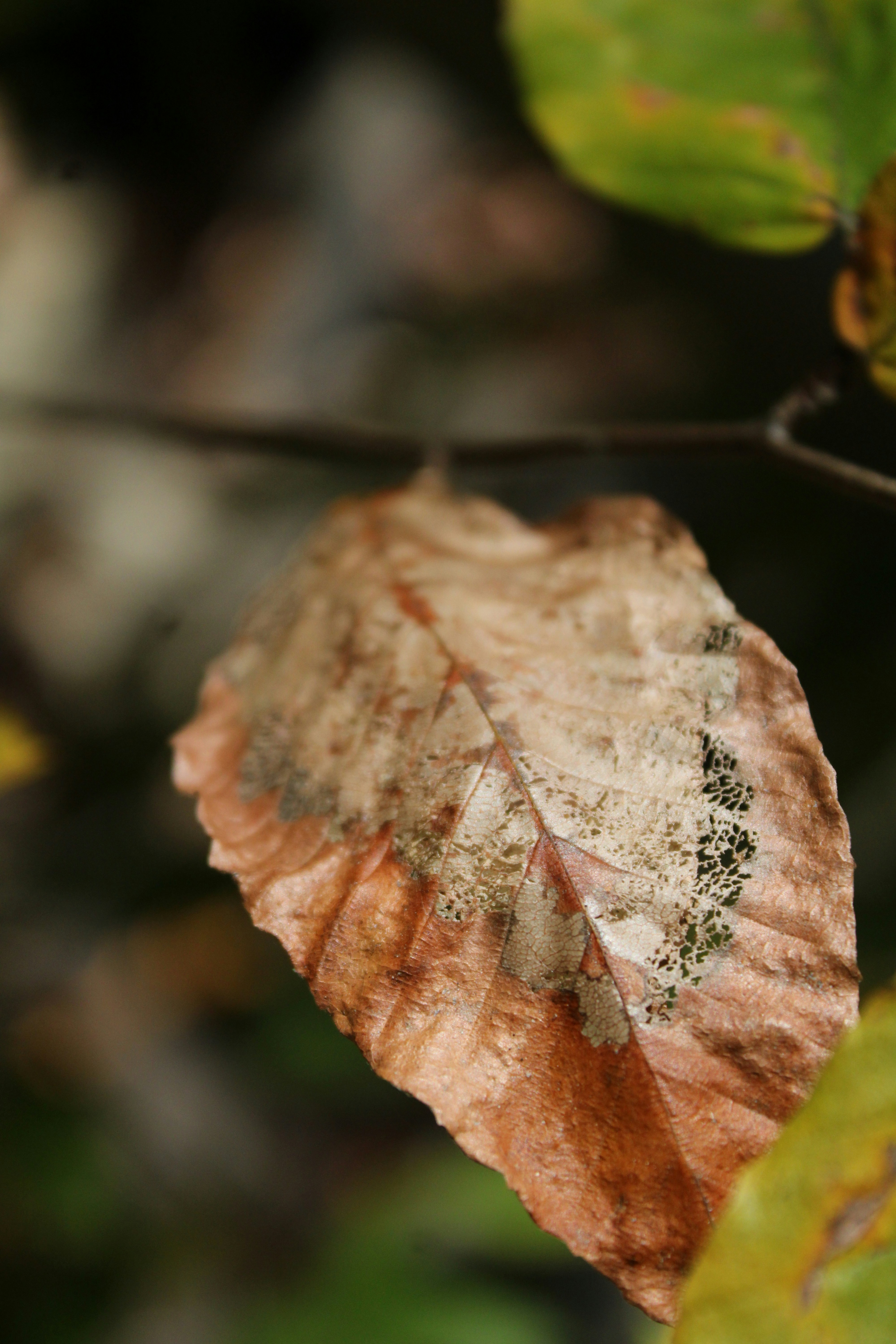 a leaf that is sitting on a branch