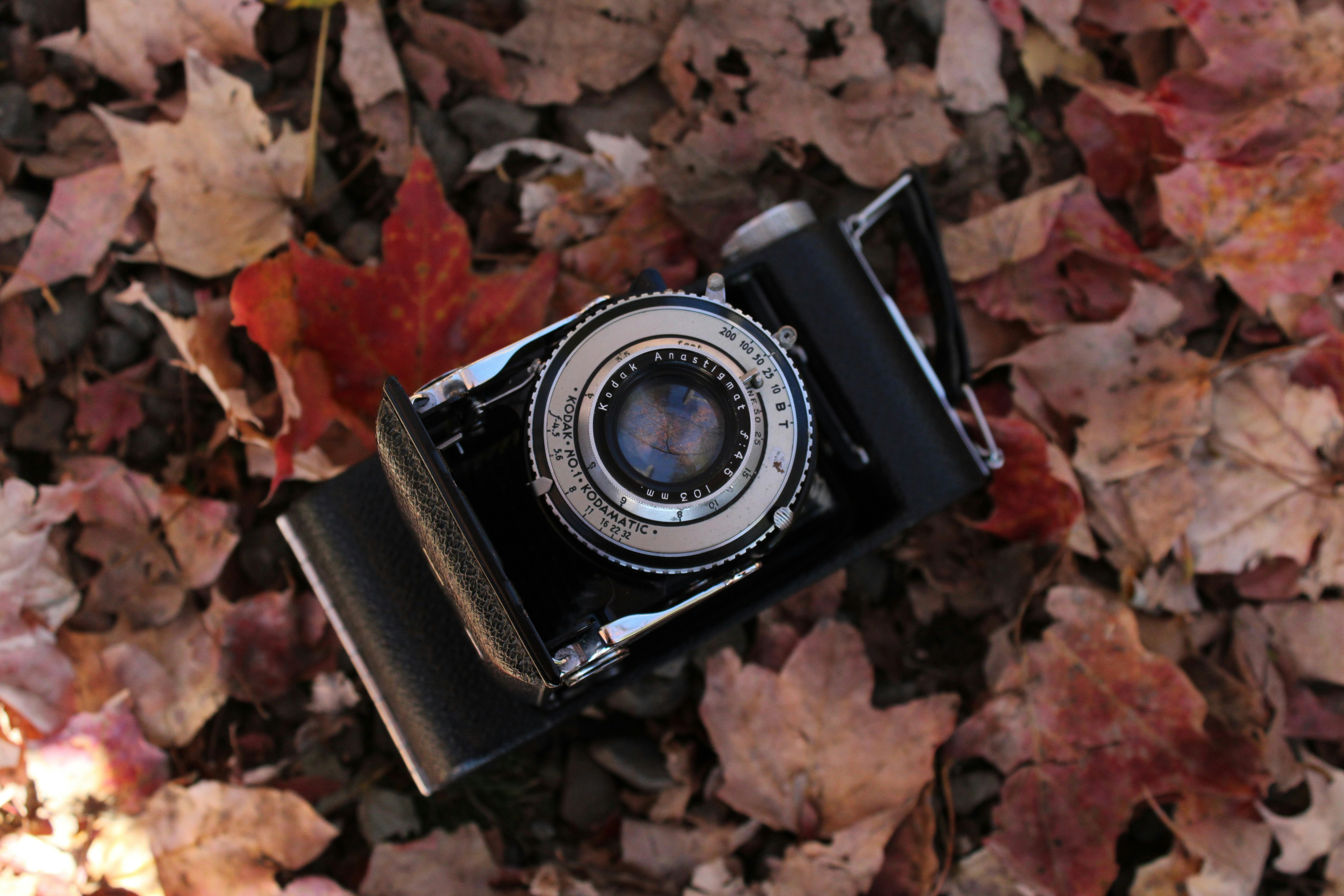 Nestled Between Leaves: A Vintage Camera's Quiet Autumn Moment