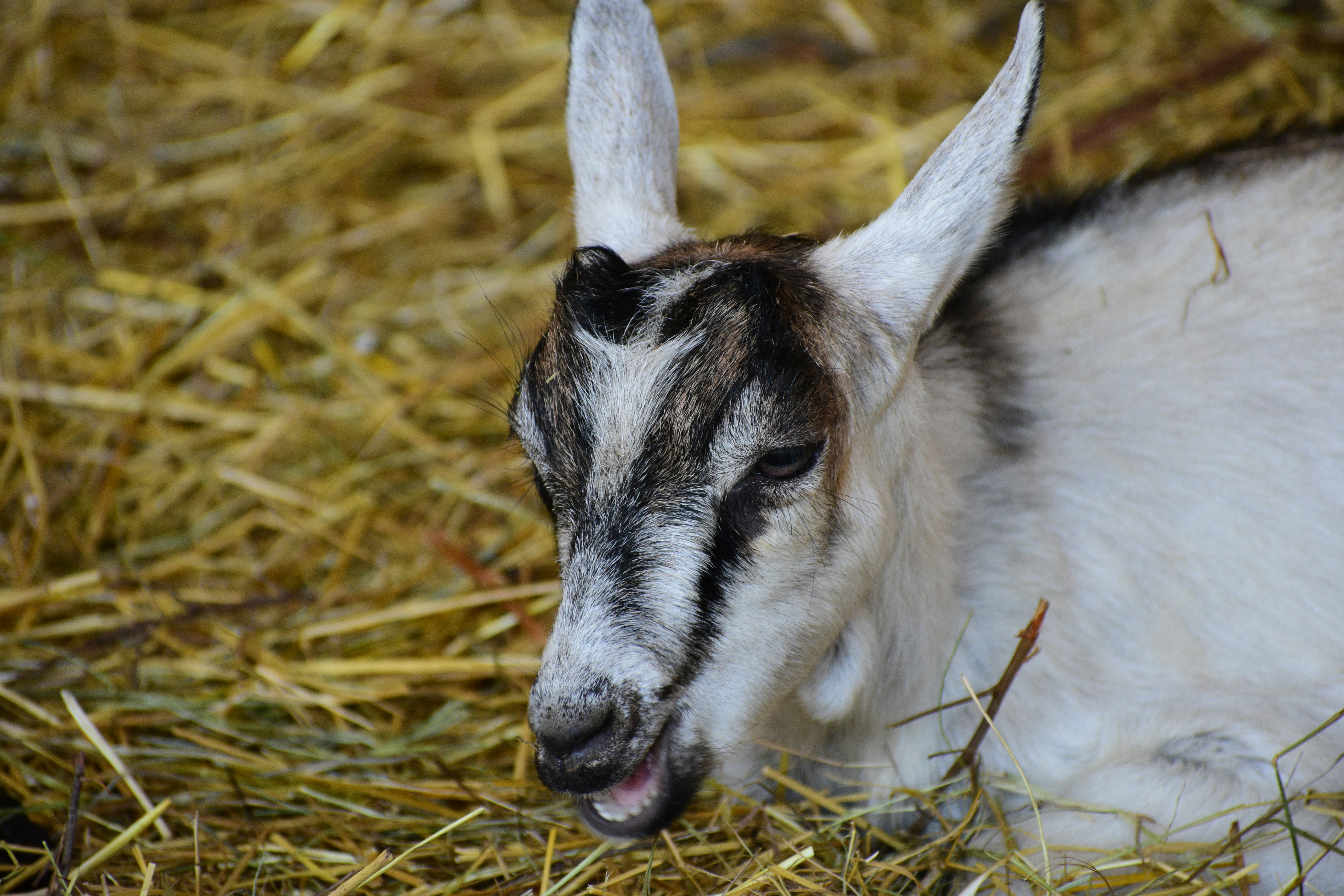 Una cabra bebé acostada encima de una pila de heno foto – Imagen de ...