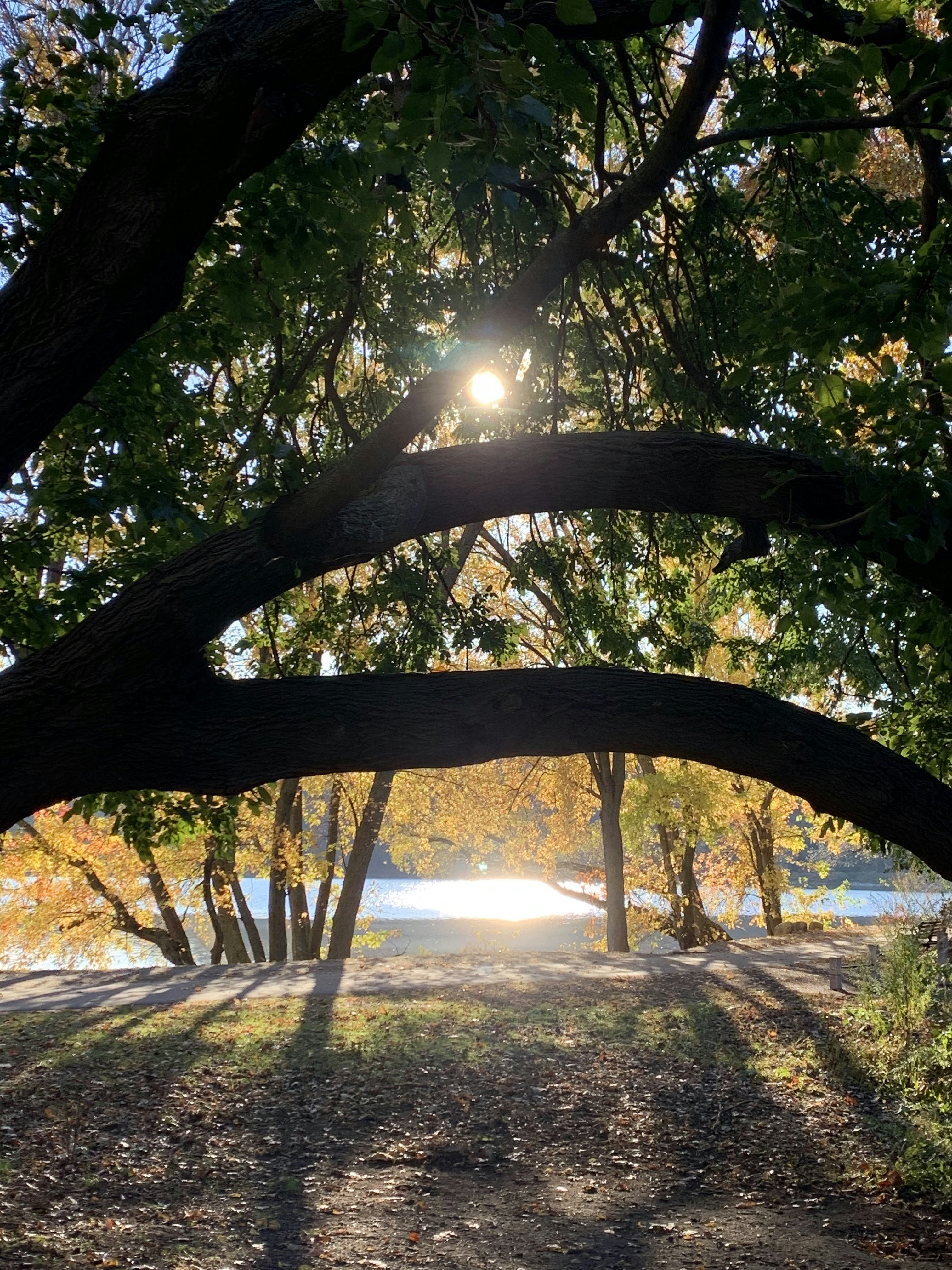 Sunlit Canopy Arch Framing a Quiet Riverside Path