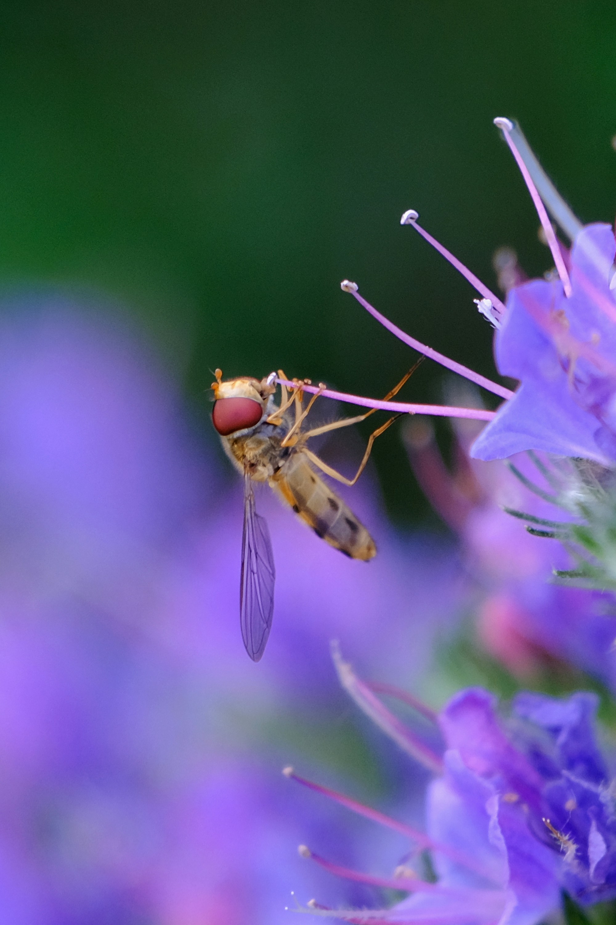 Hovering Hoverfly Among Violet Threads