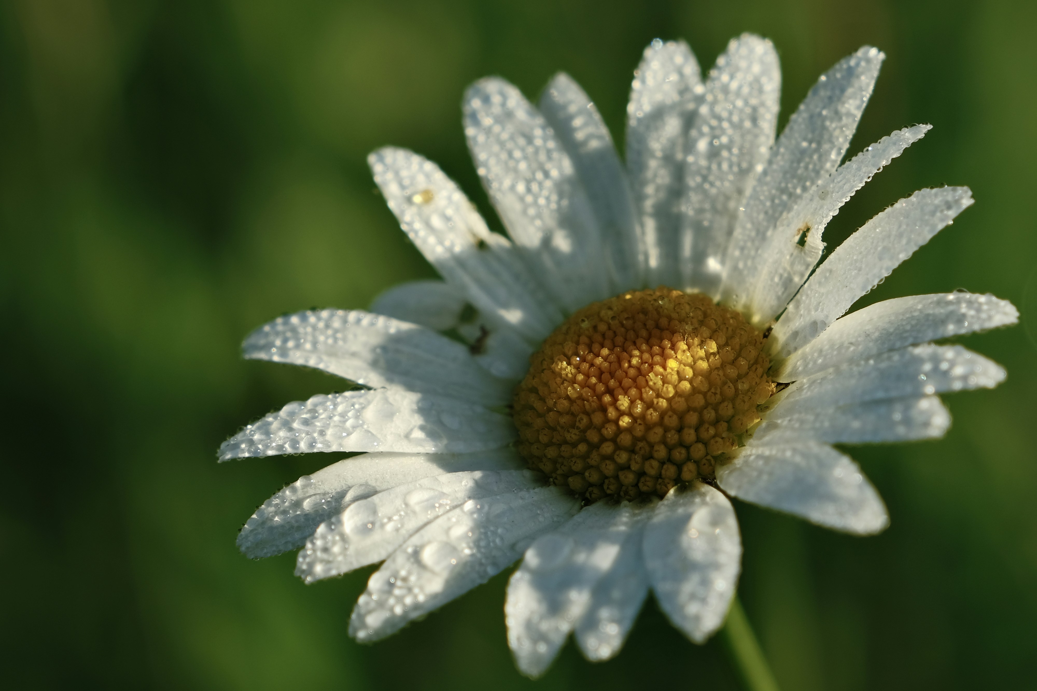 a close up of a white flower with drops of water on it