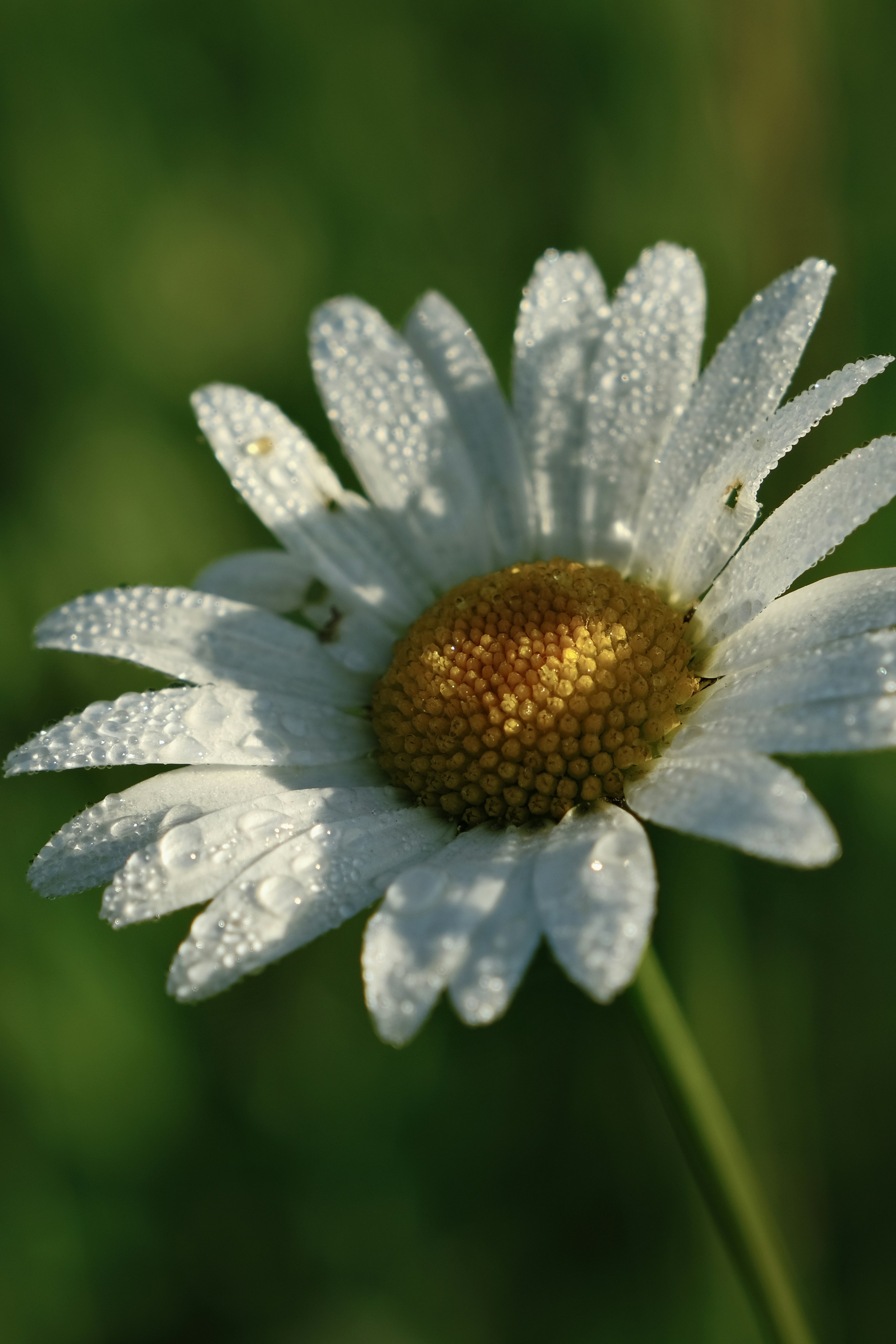 a close up of a flower with water droplets on it