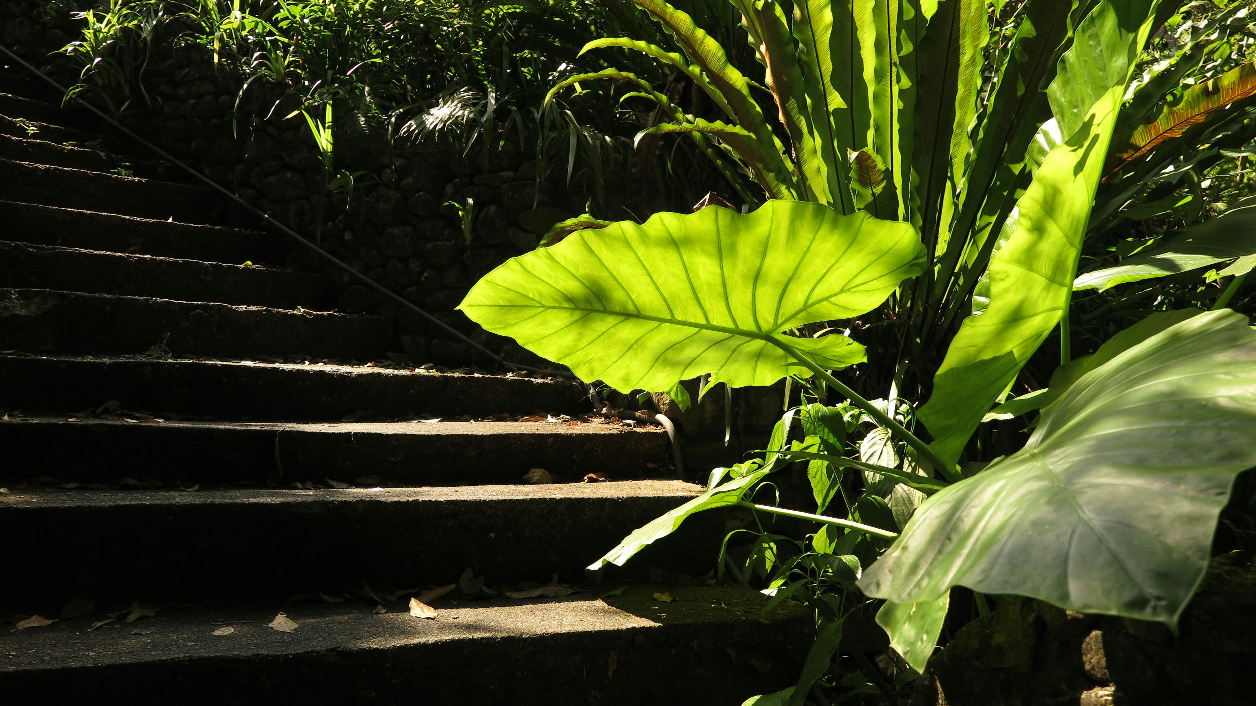 Sun-dappled concrete steps wind through lush tropical foliage, with large green leaves filling the frame on the right. This photograph captures a tranquil garden ascent.