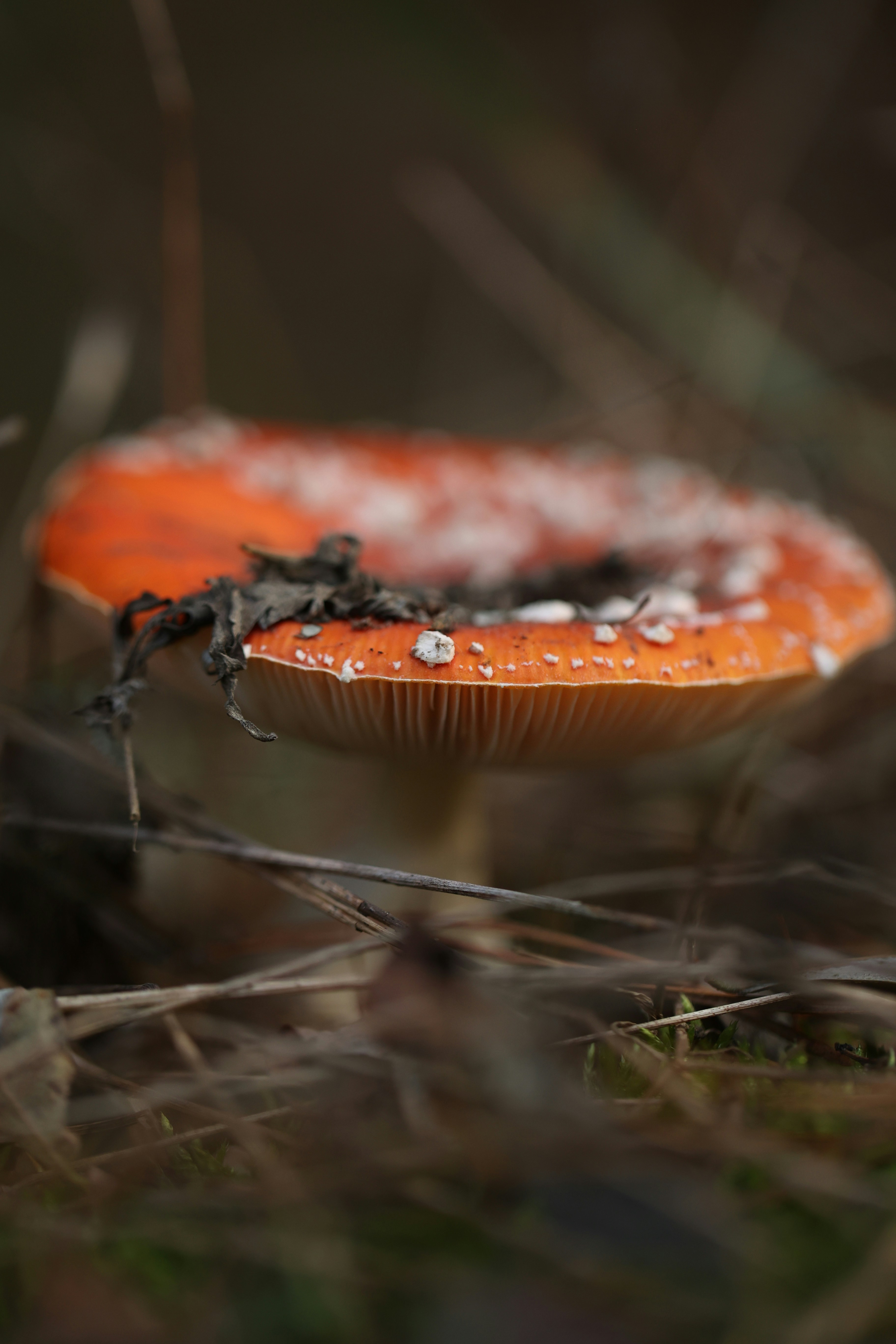 Vibrant orange mushroom partially obscured by dry leaves and twigs, showcasing intricate gills beneath its cap. The earthy background enhances its natural beauty.