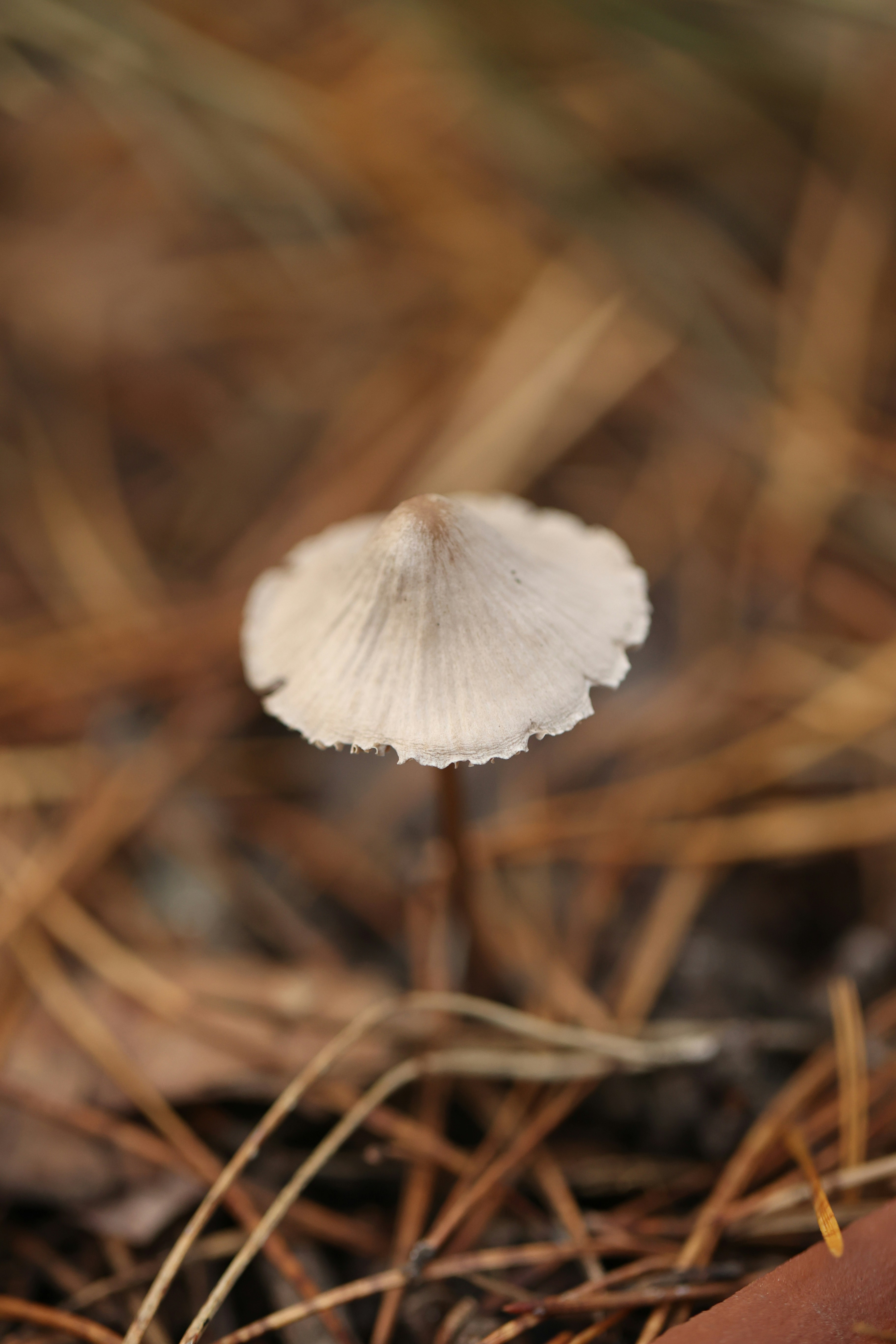 Lone Pale Mushroom Rising from a Pillow of Pine Needles