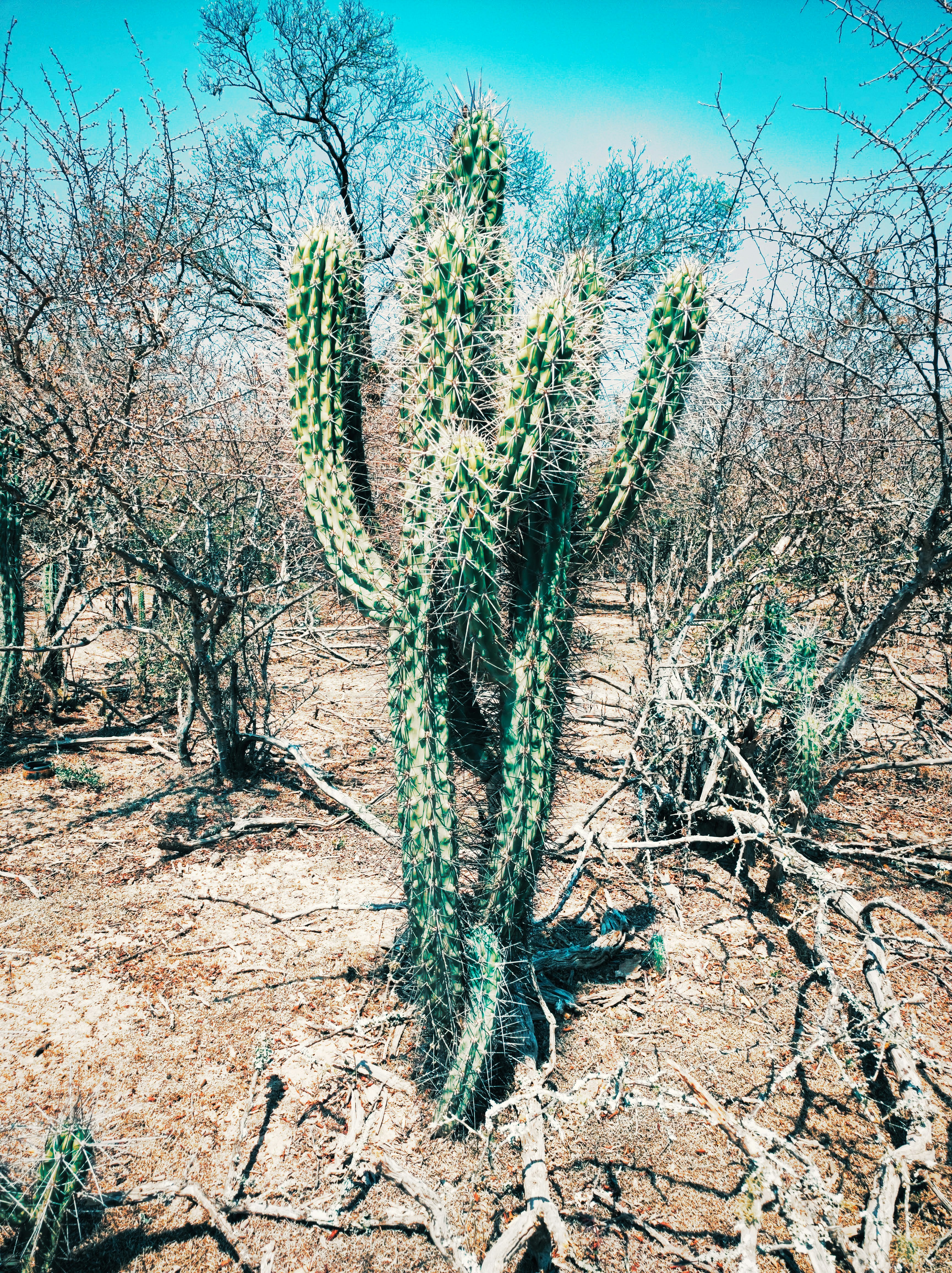 A tall cactus stands prominently amidst a barren landscape, surrounded by sparse vegetation and dry earth.