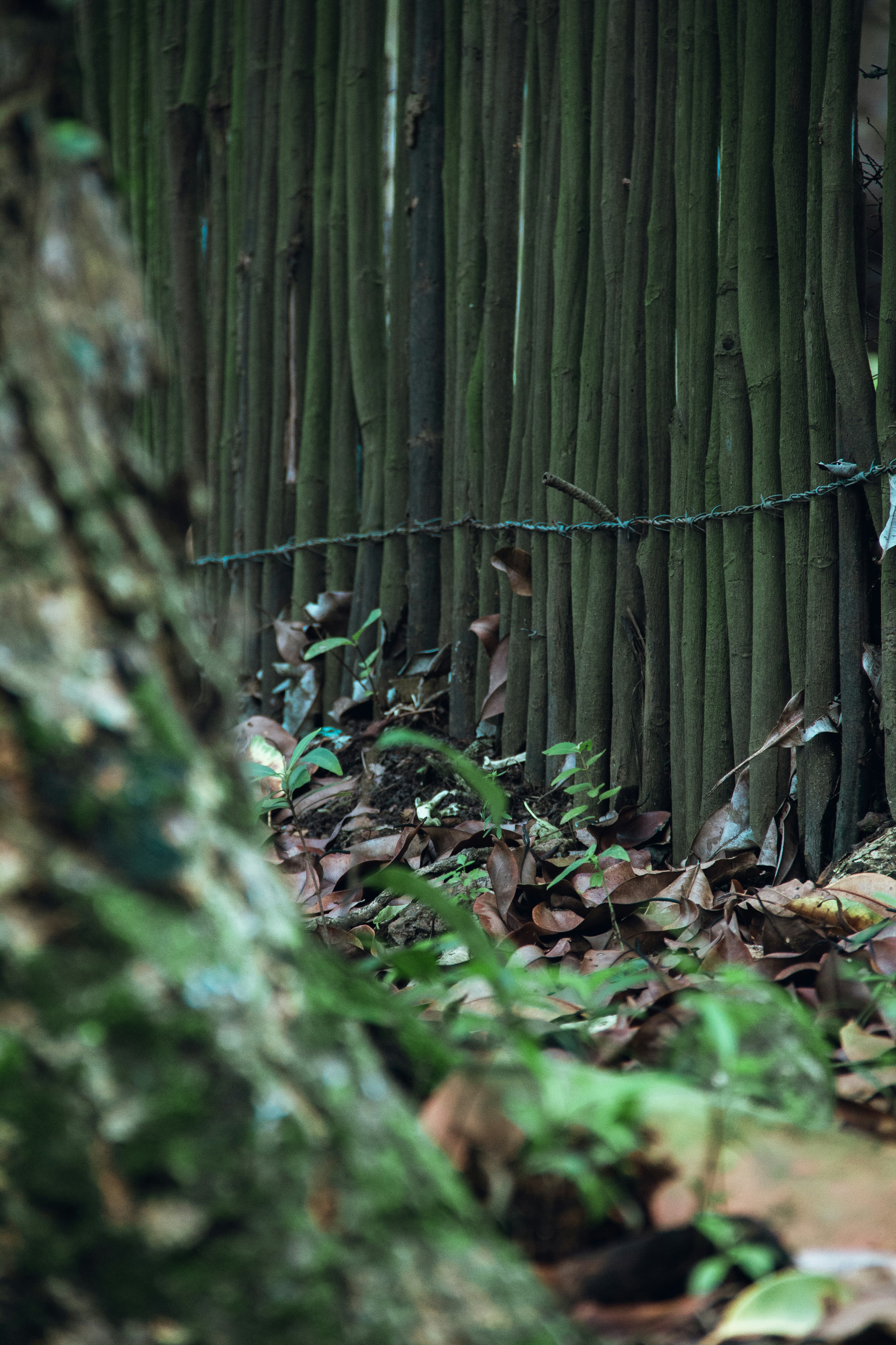 Between Moss and Steel: A Quiet Row of Bamboo in Forest Light
