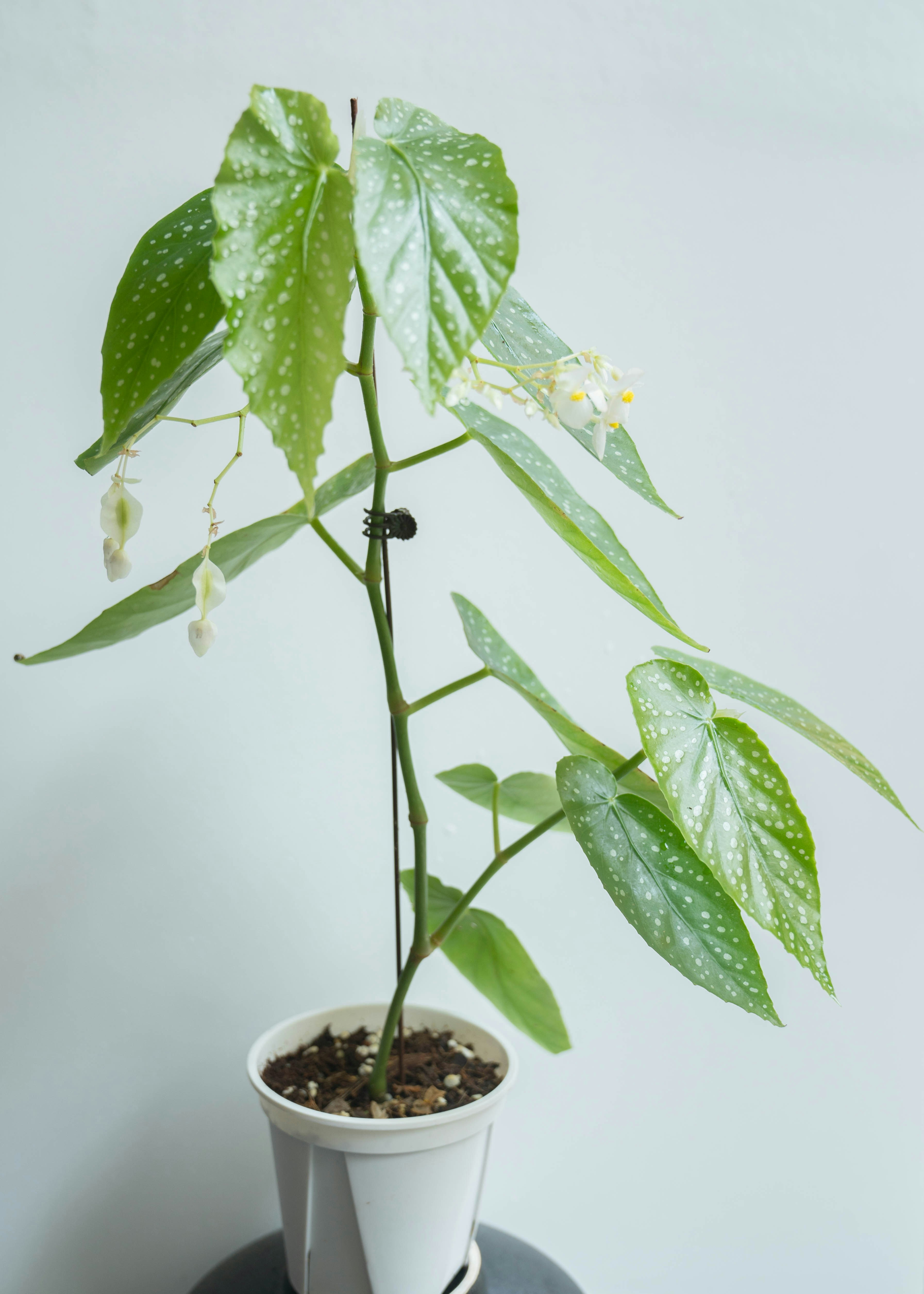 Vertical Whisper: a slender potted plant reaching toward light against a pale backdrop