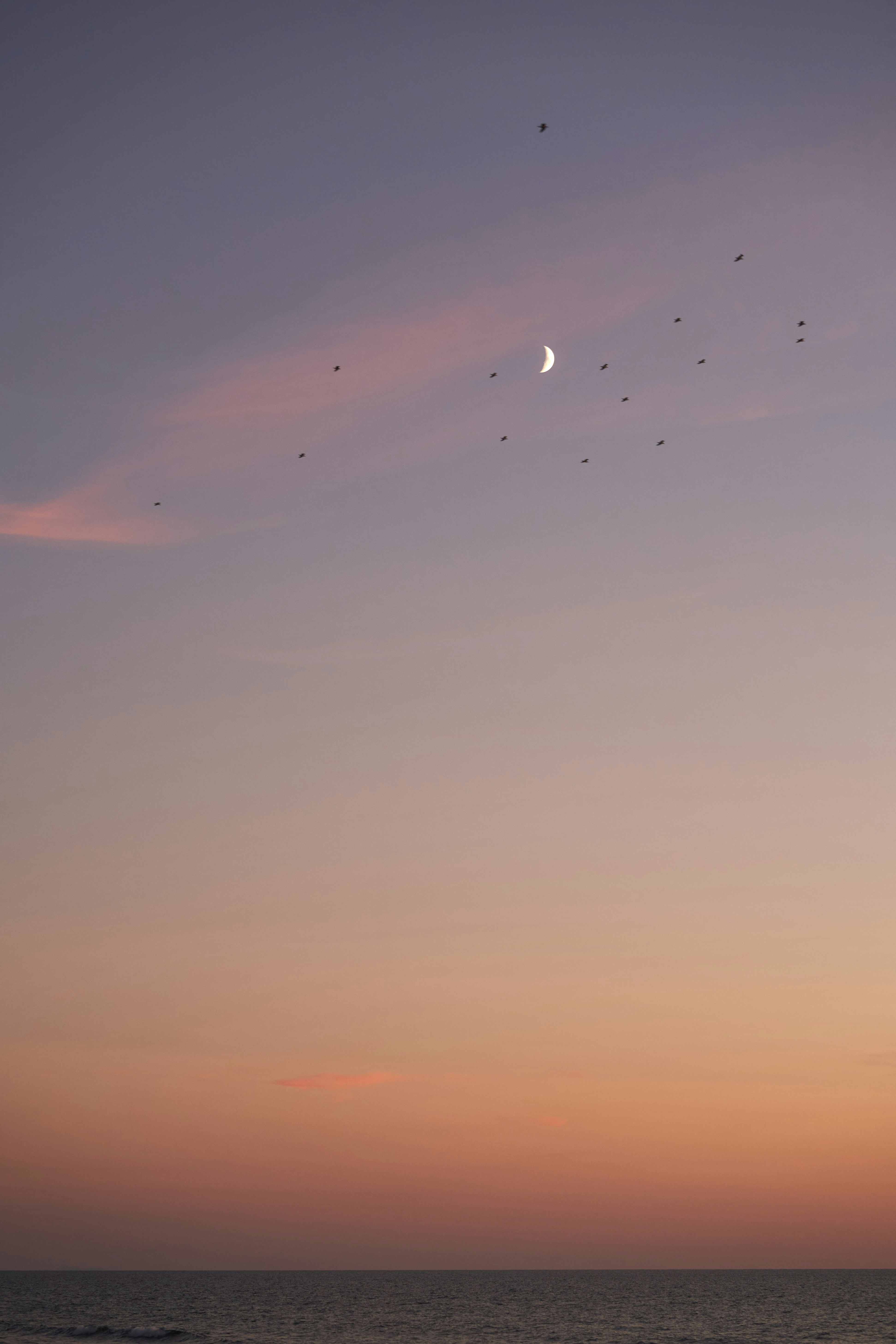 a flock of birds flying over the ocean at sunset