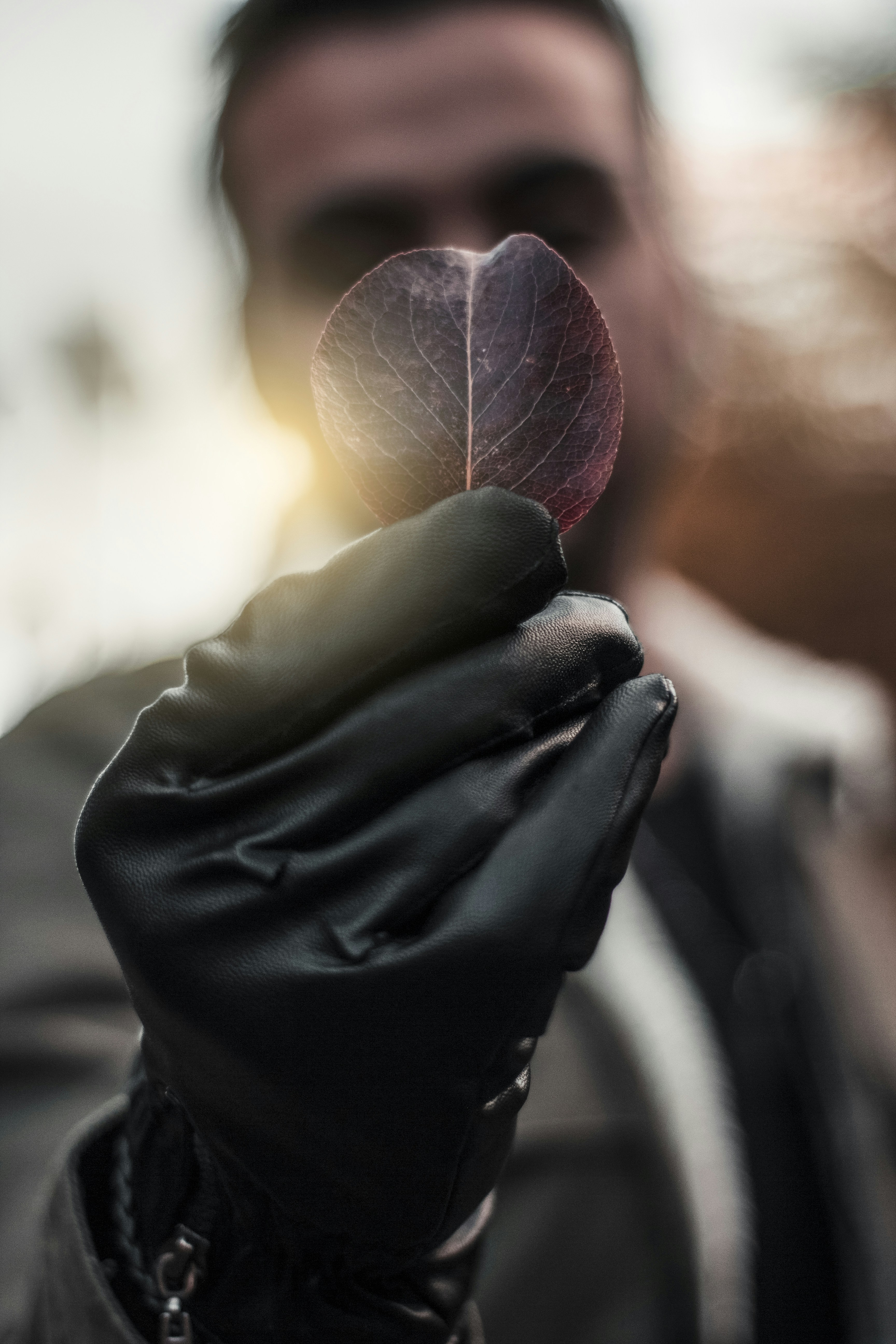 Crimson Leaf in Sharp Focus, Framed by a Velvet Glove