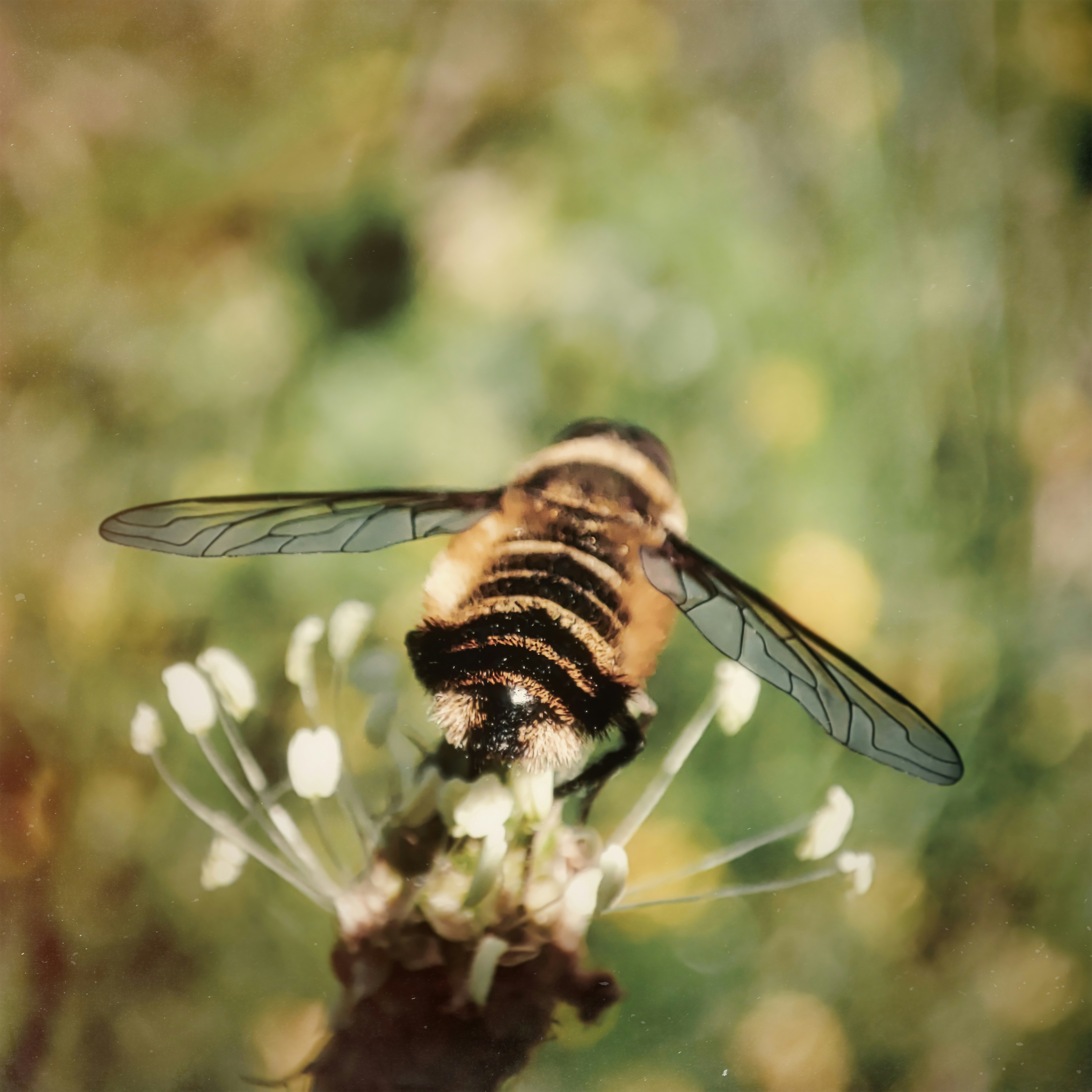 Macro photograph of a bee perched on a white wildflower, with a softly blurred green background.