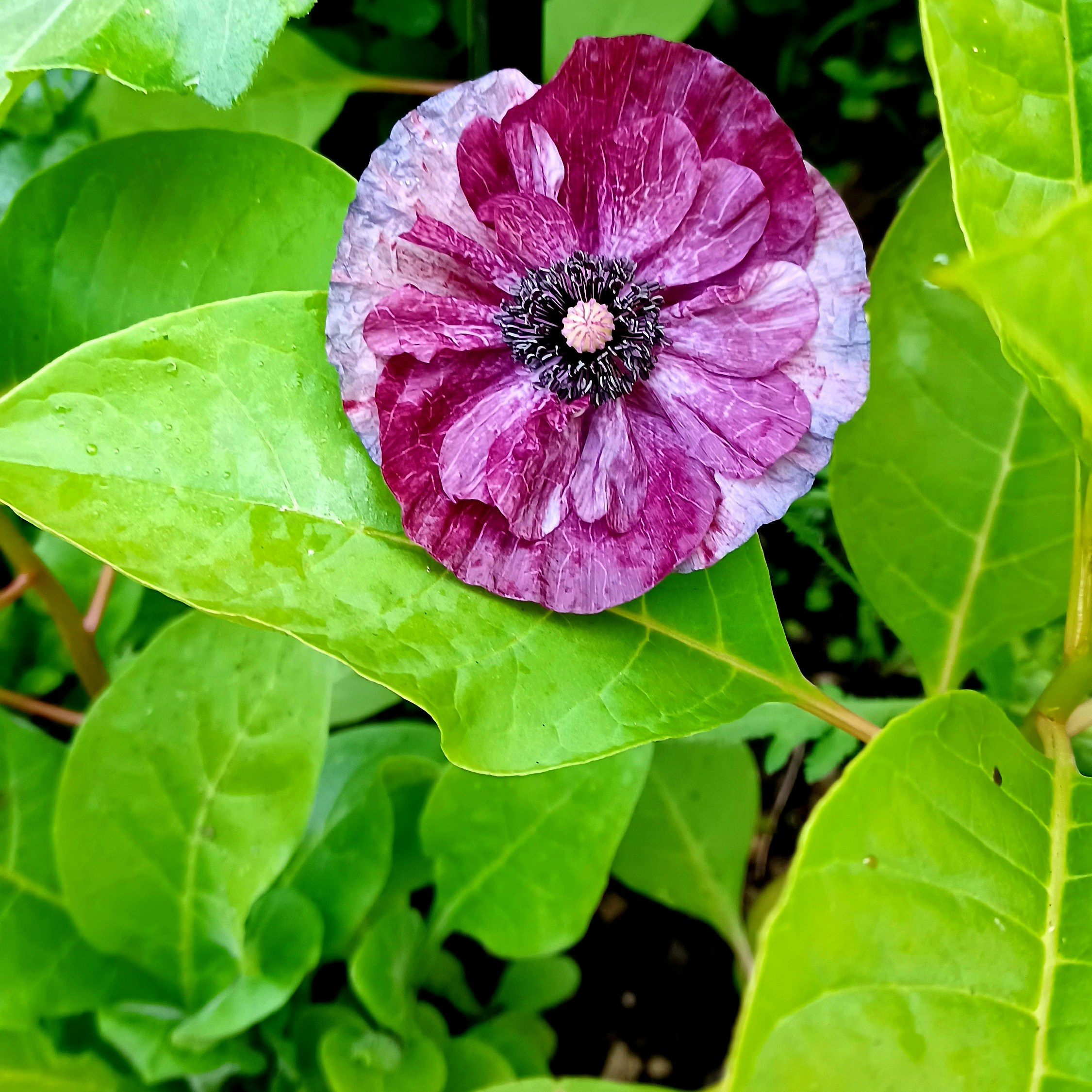 A vibrant purple flower nestled among lush green leaves, showcasing intricate petal textures and natural beauty.