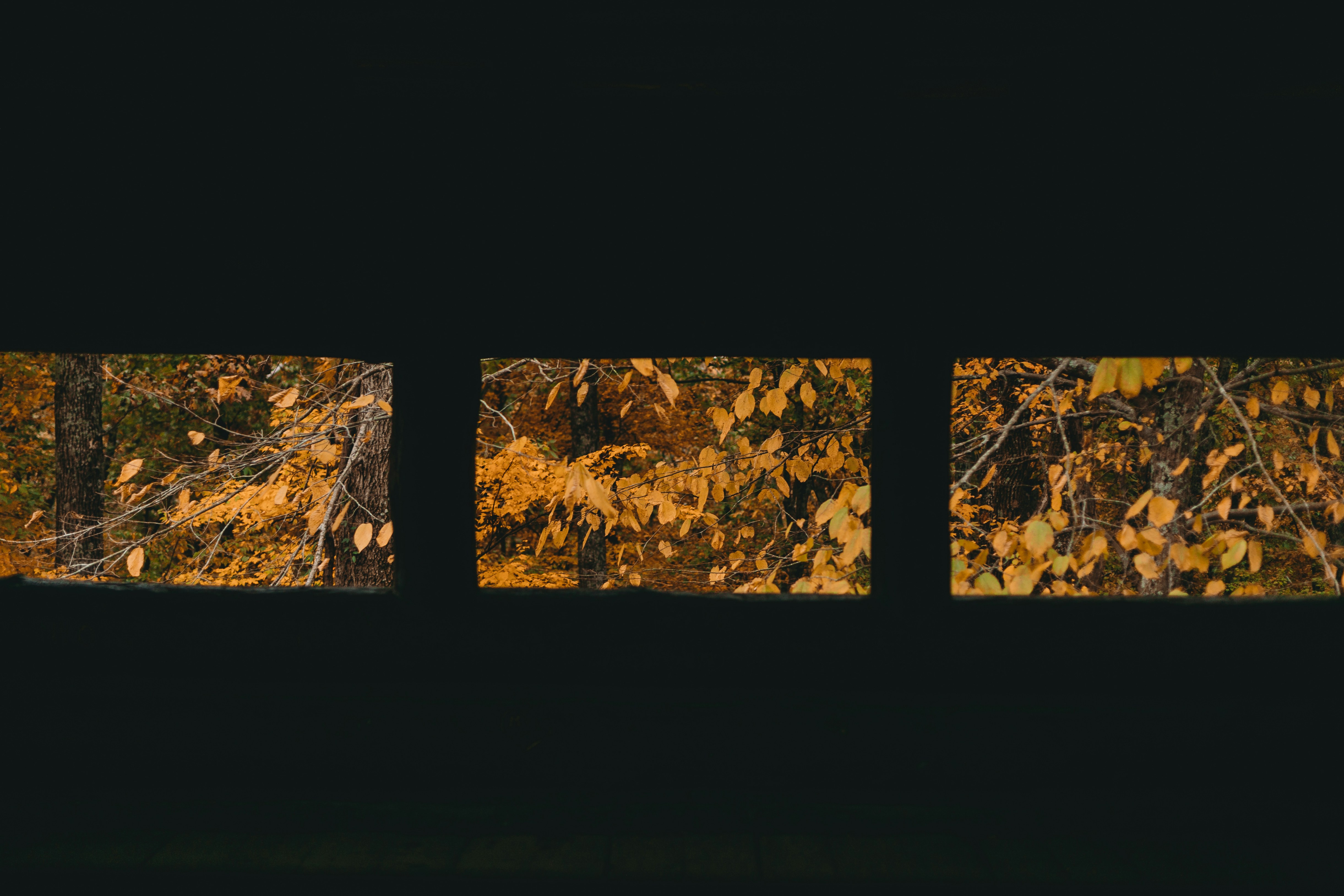 Three rectangular views of autumn foliage framed by dark surroundings, showcasing vibrant yellow and orange leaves against a contrasting backdrop.
