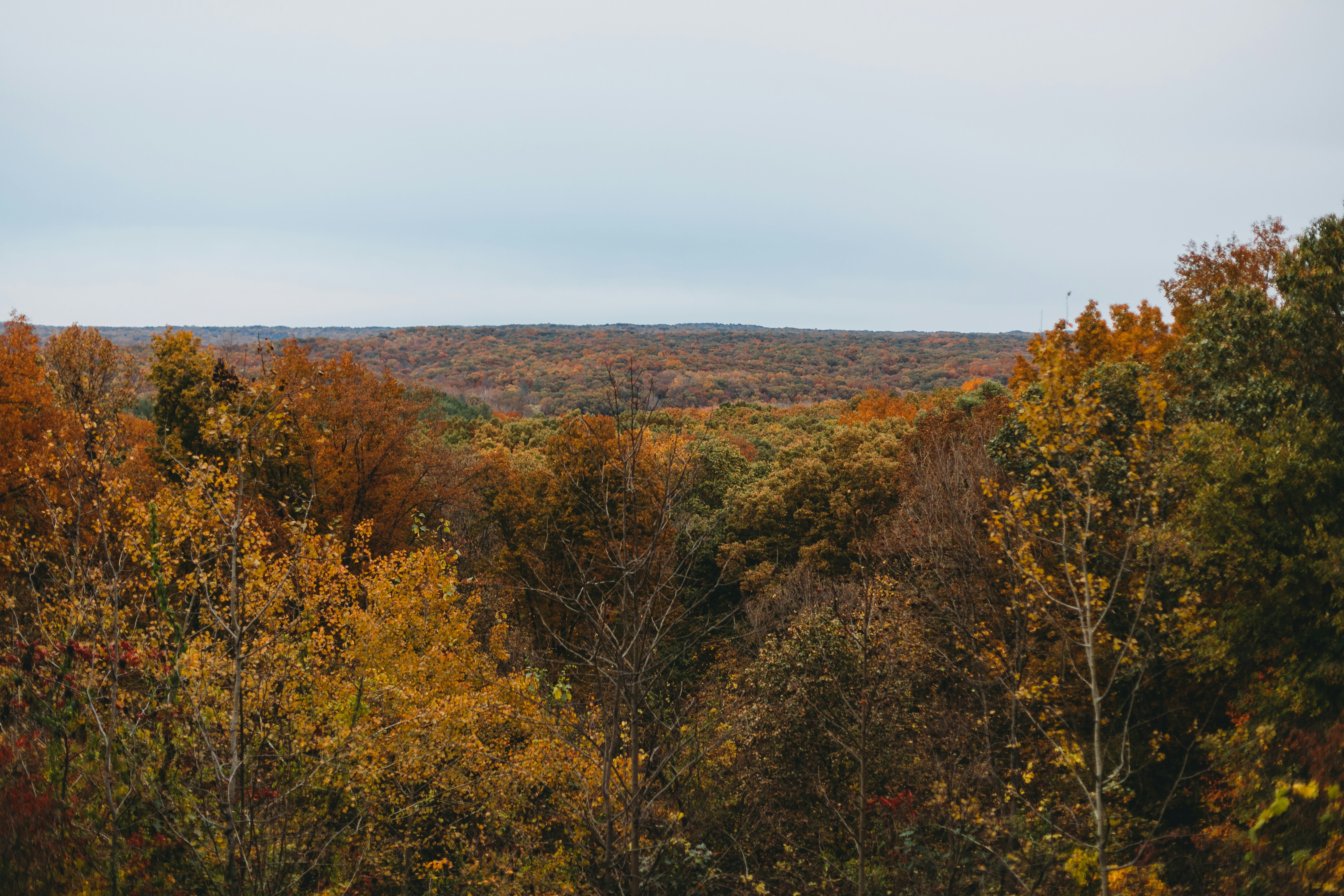 A forest filled with lots of trees covered in fall foliage photo – Free ...