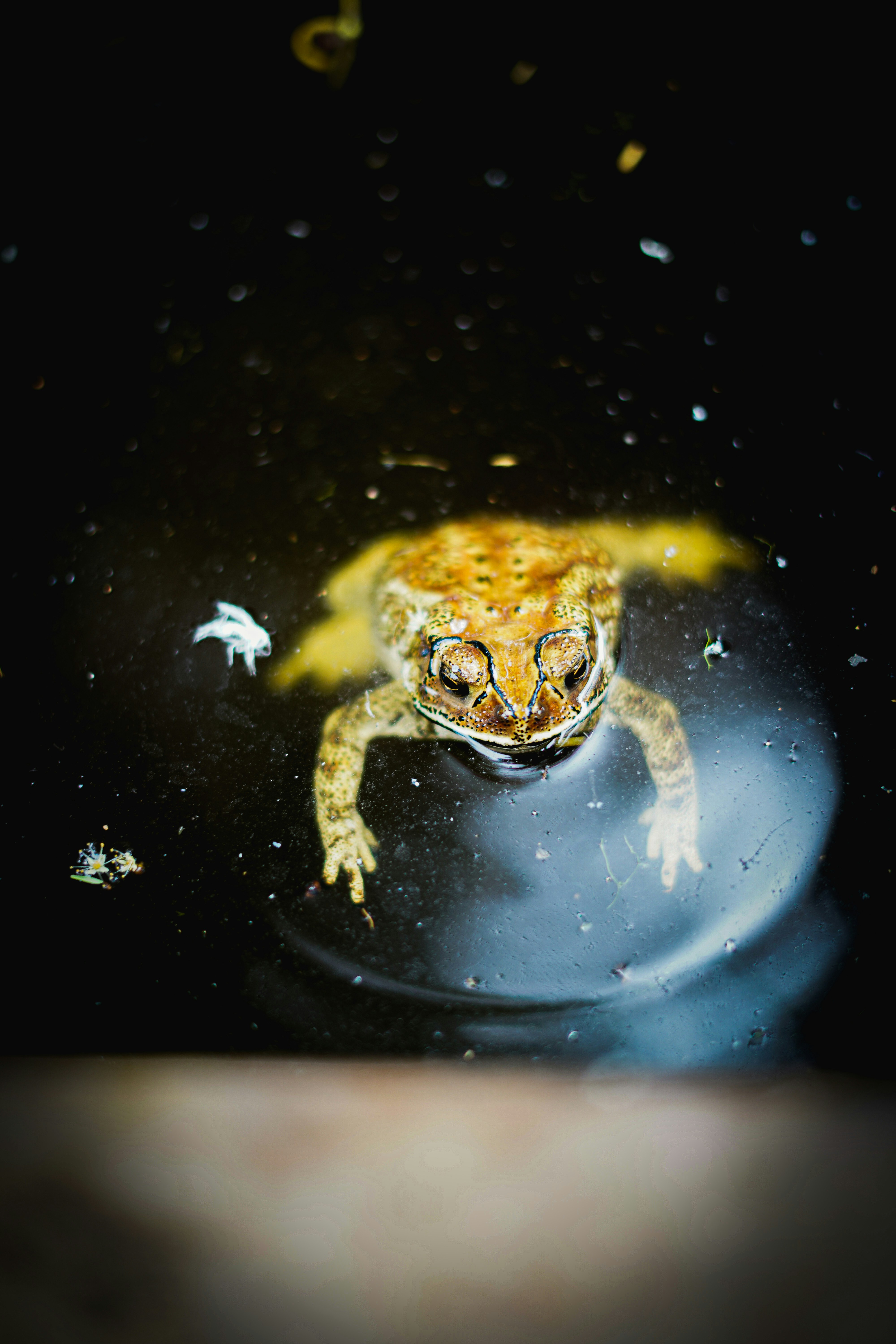 Peeper at the Glass: A Frog's Gaze Through a Wet Window