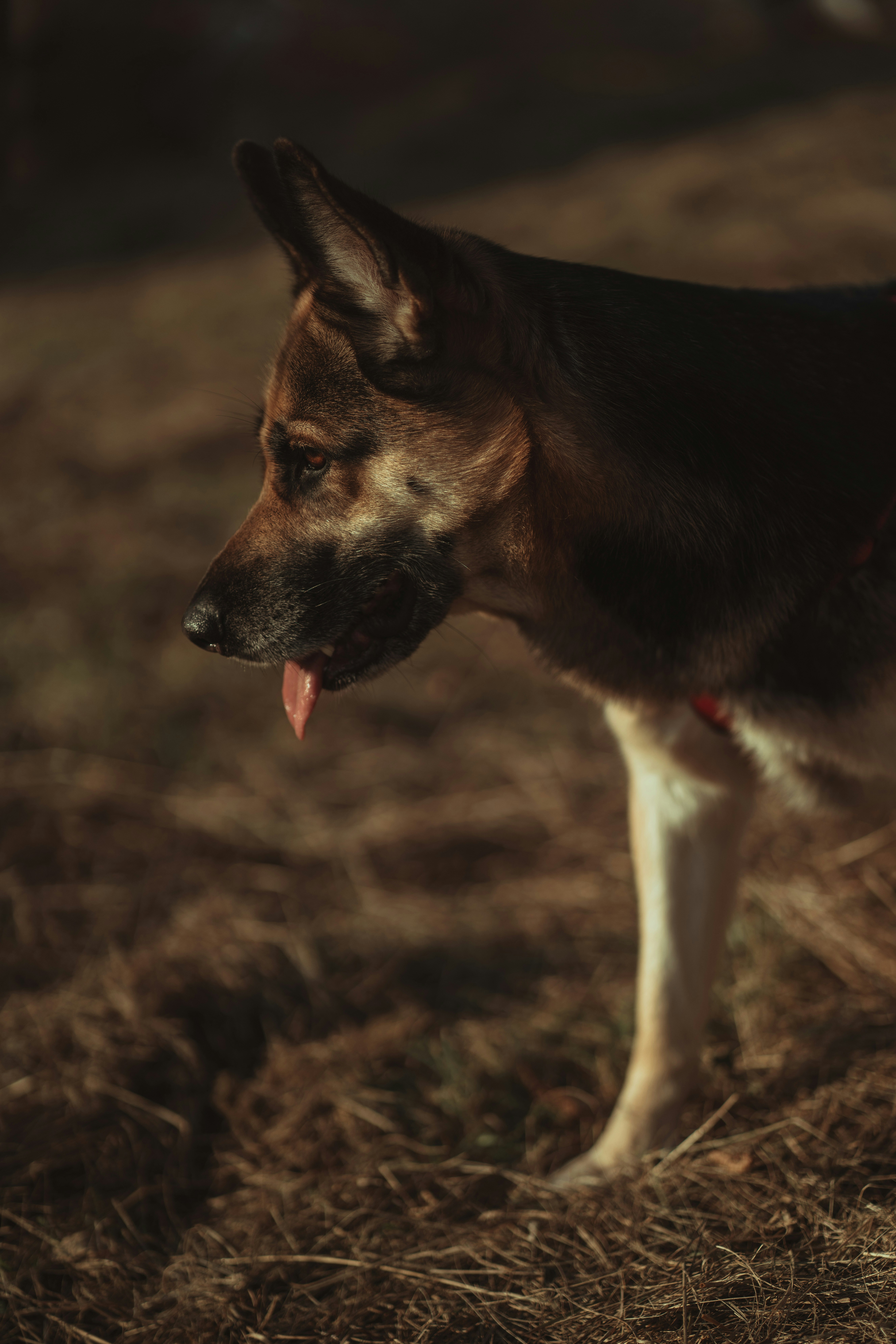 German Shepherd standing on dry grass, tongue out, with a thoughtful expression in warm afternoon light.