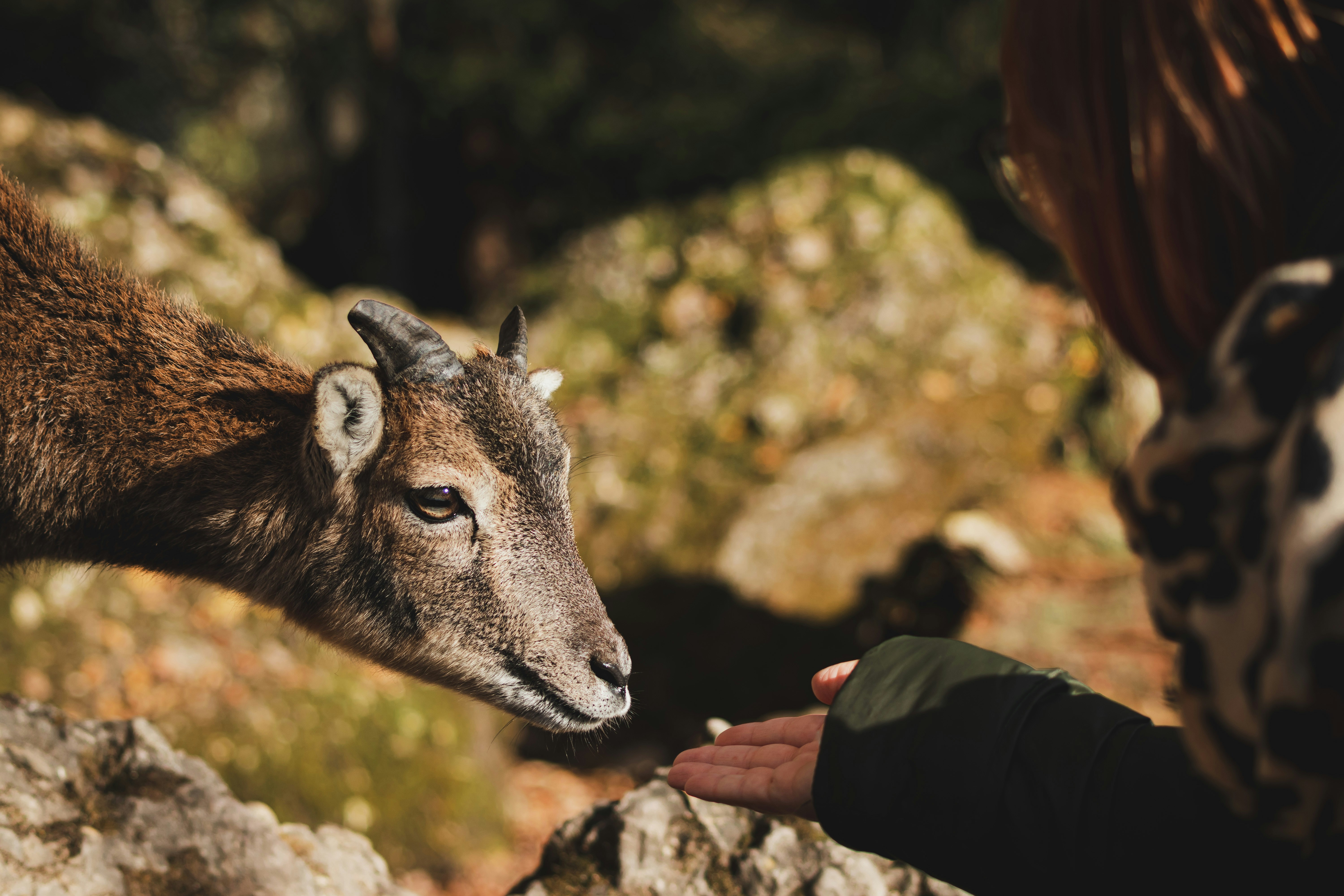A Quiet Exchange: Goat Meets Human Offering Hands