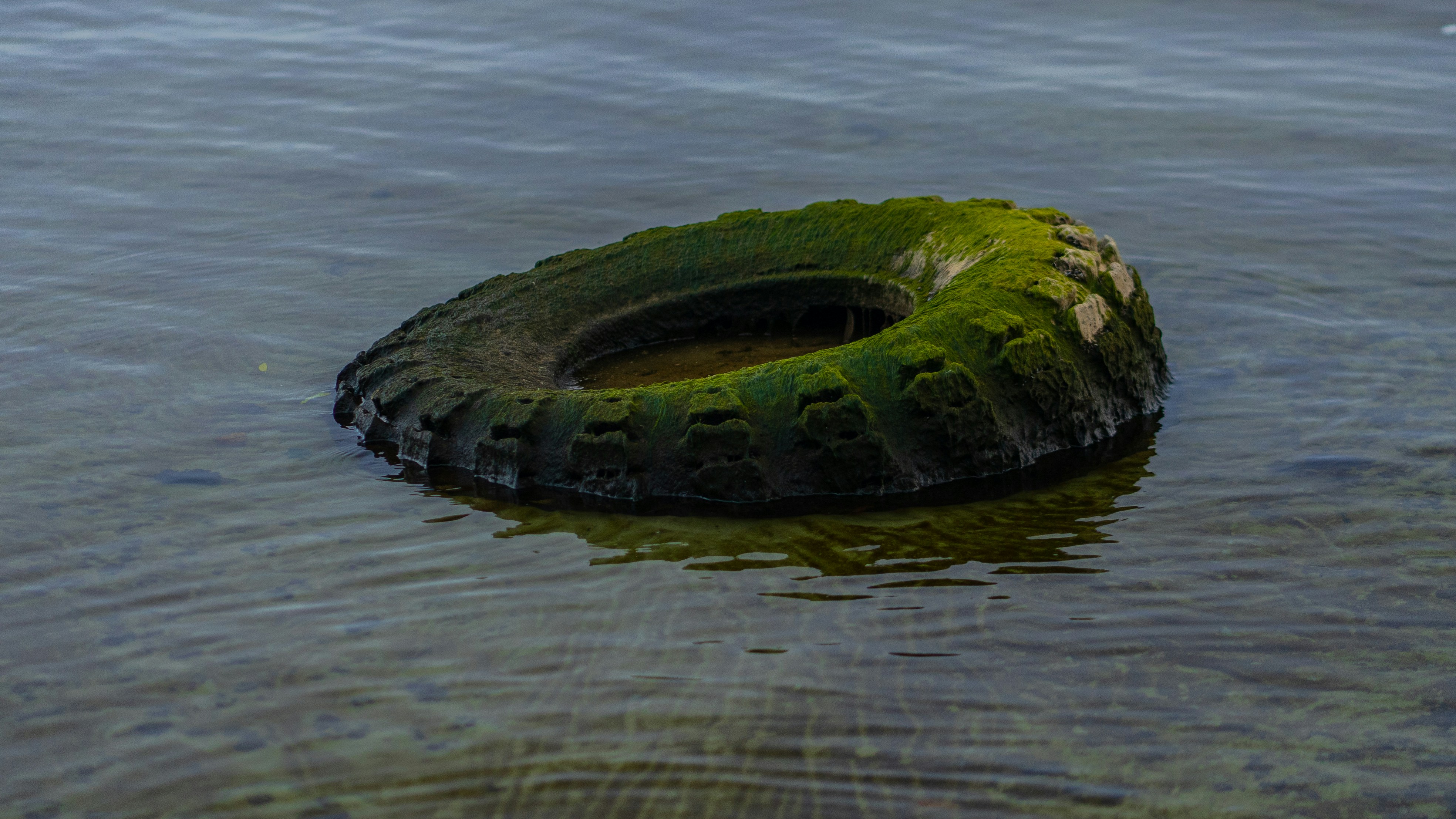 Moss-Crowned Tire Drifts in a Quiet Coastal Pool