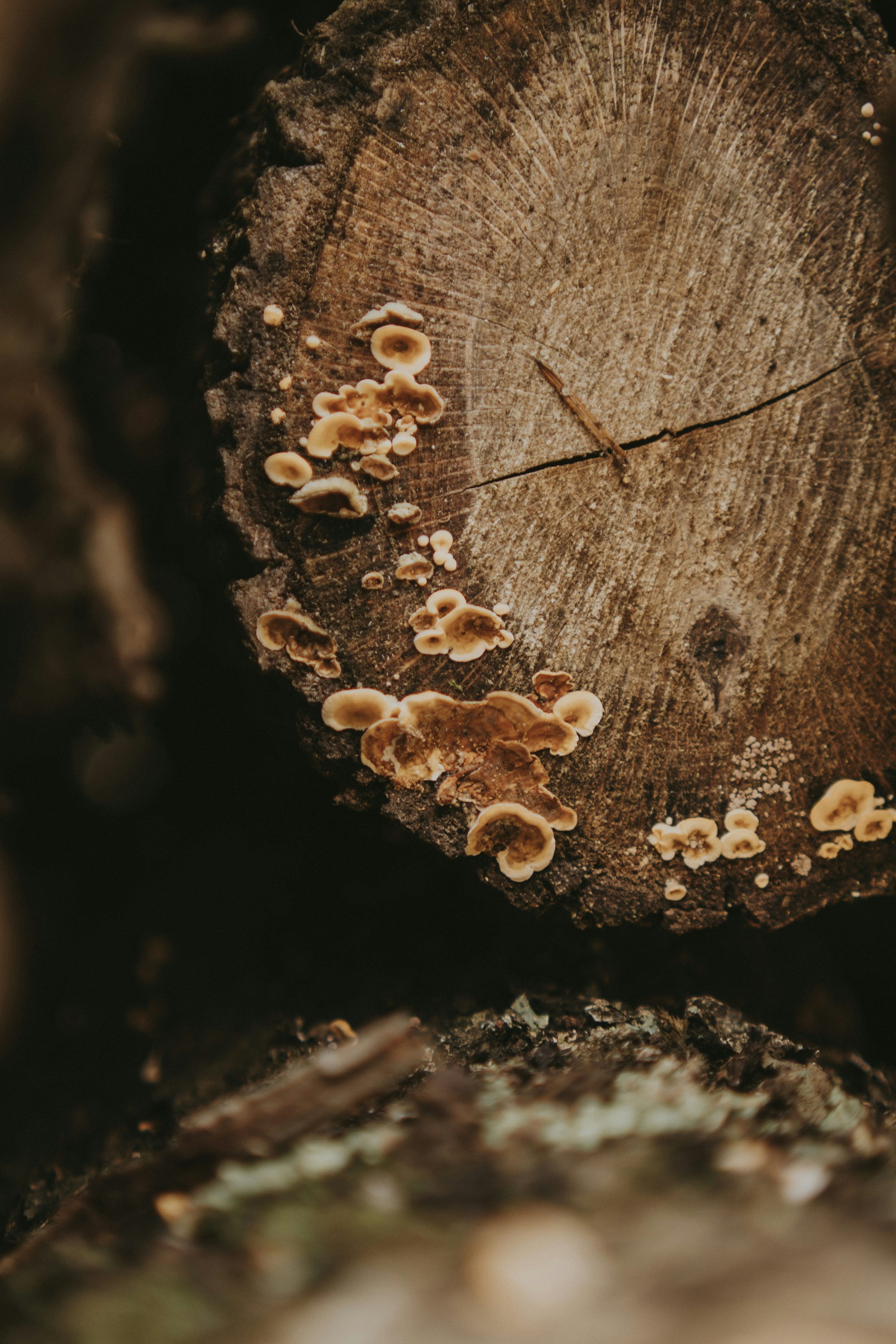 Close-up of a tree stump displaying intricate fungal growths against a textured wooden surface.