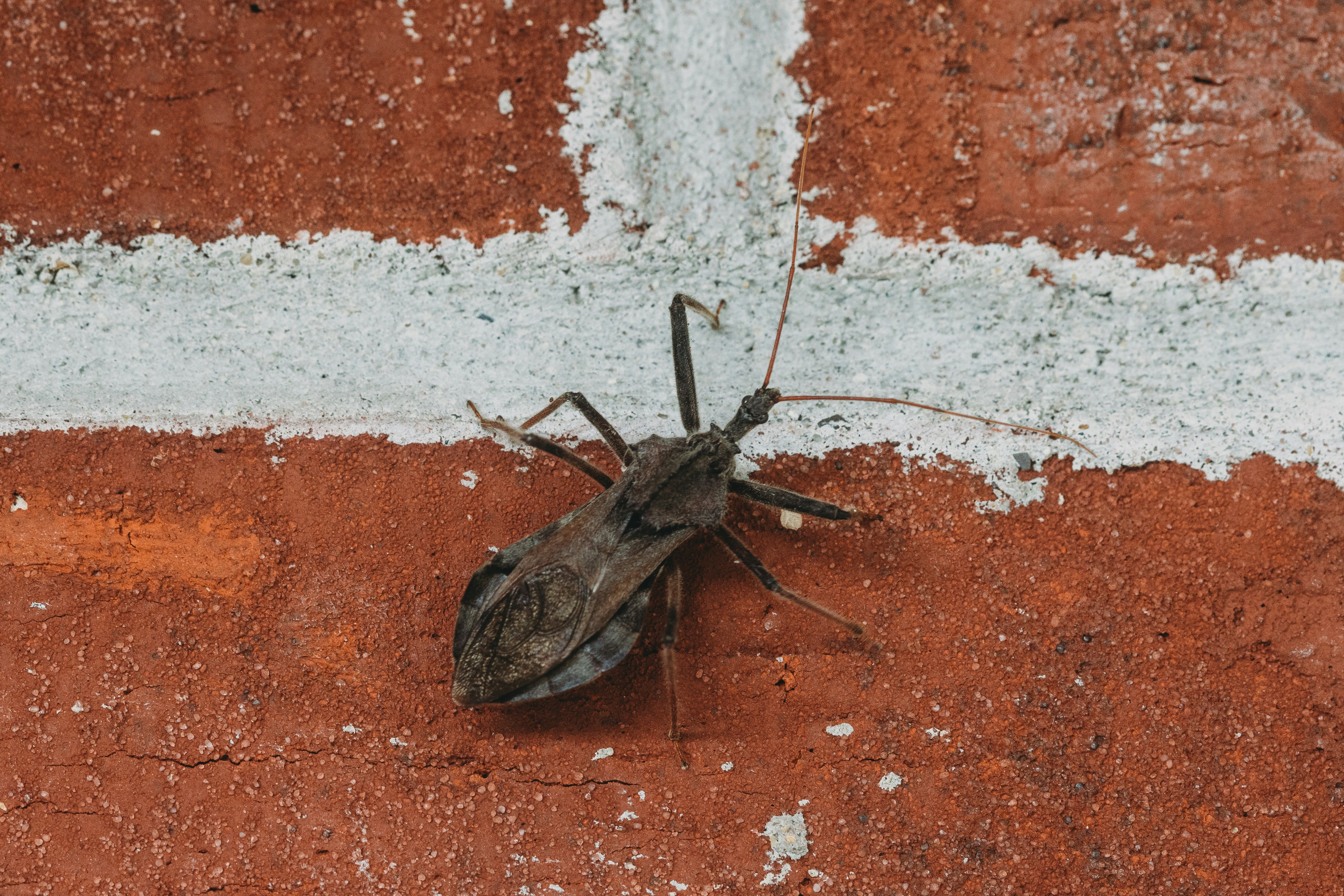 A bug sitting on the side of a brick wall photo – Free Insect Image on ...
