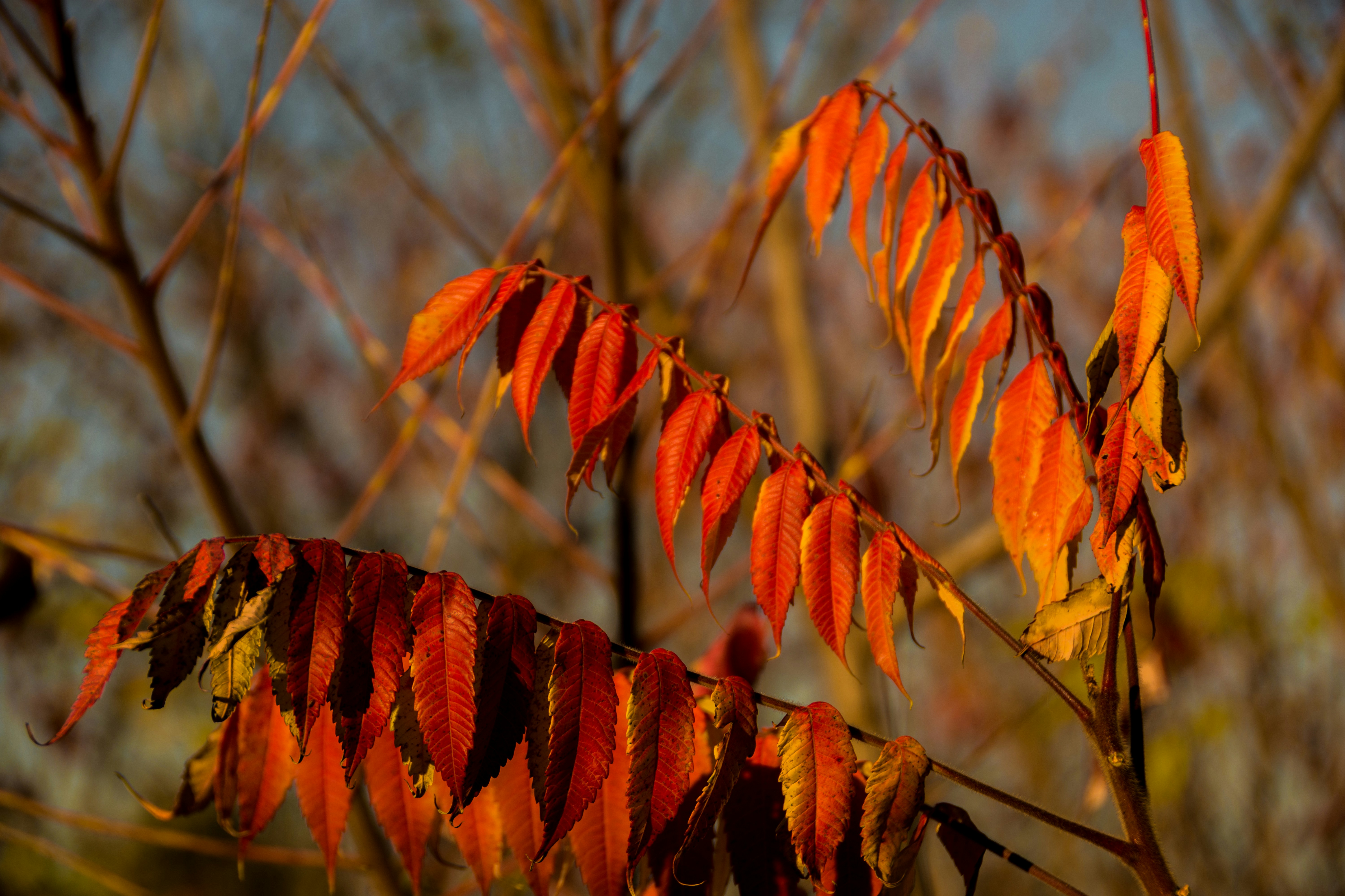 a close up of a tree with red leaves
