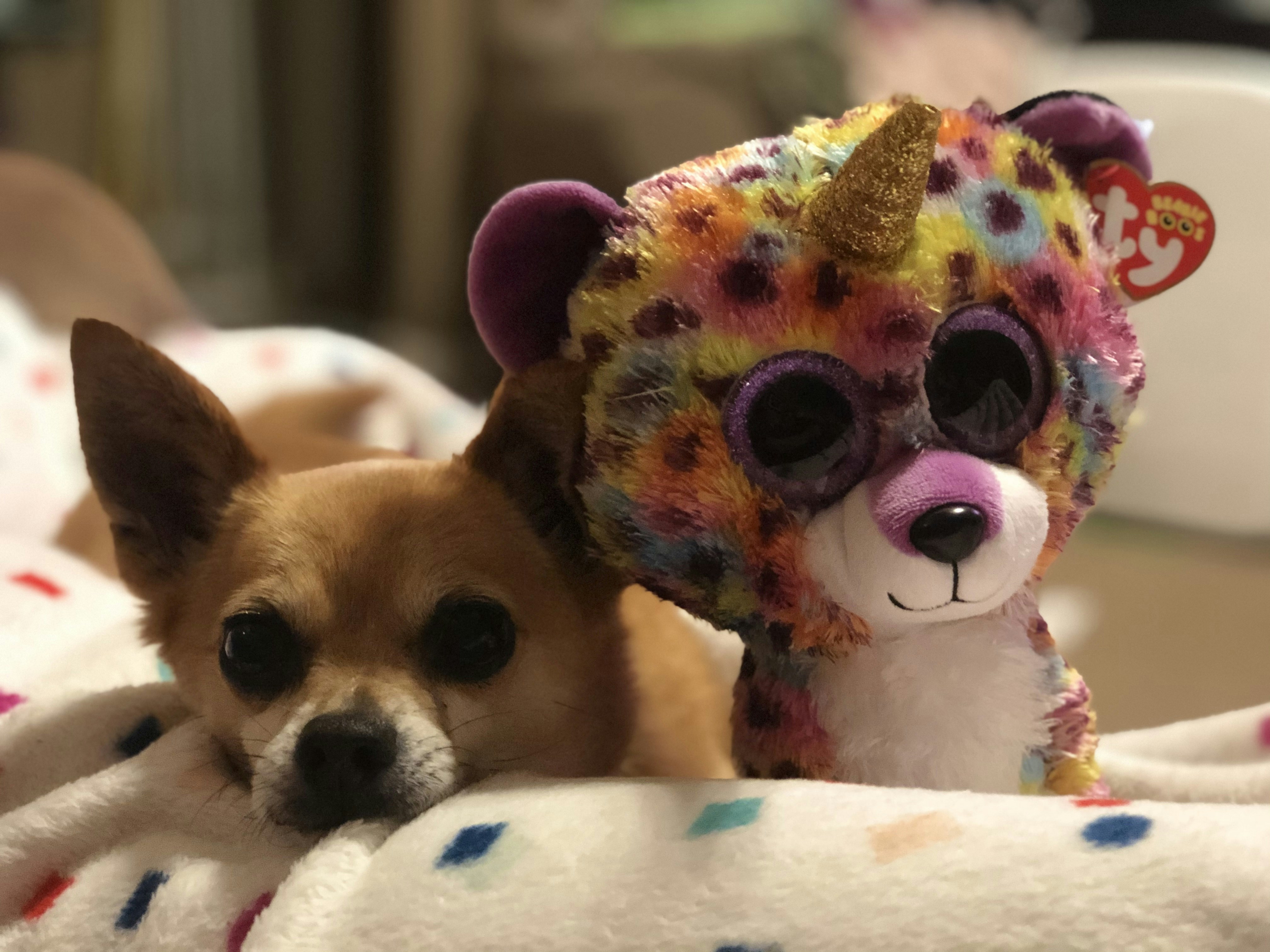 Chihuahua resting beside a colorful plush toy with sunglasses, set against a cozy backdrop. 