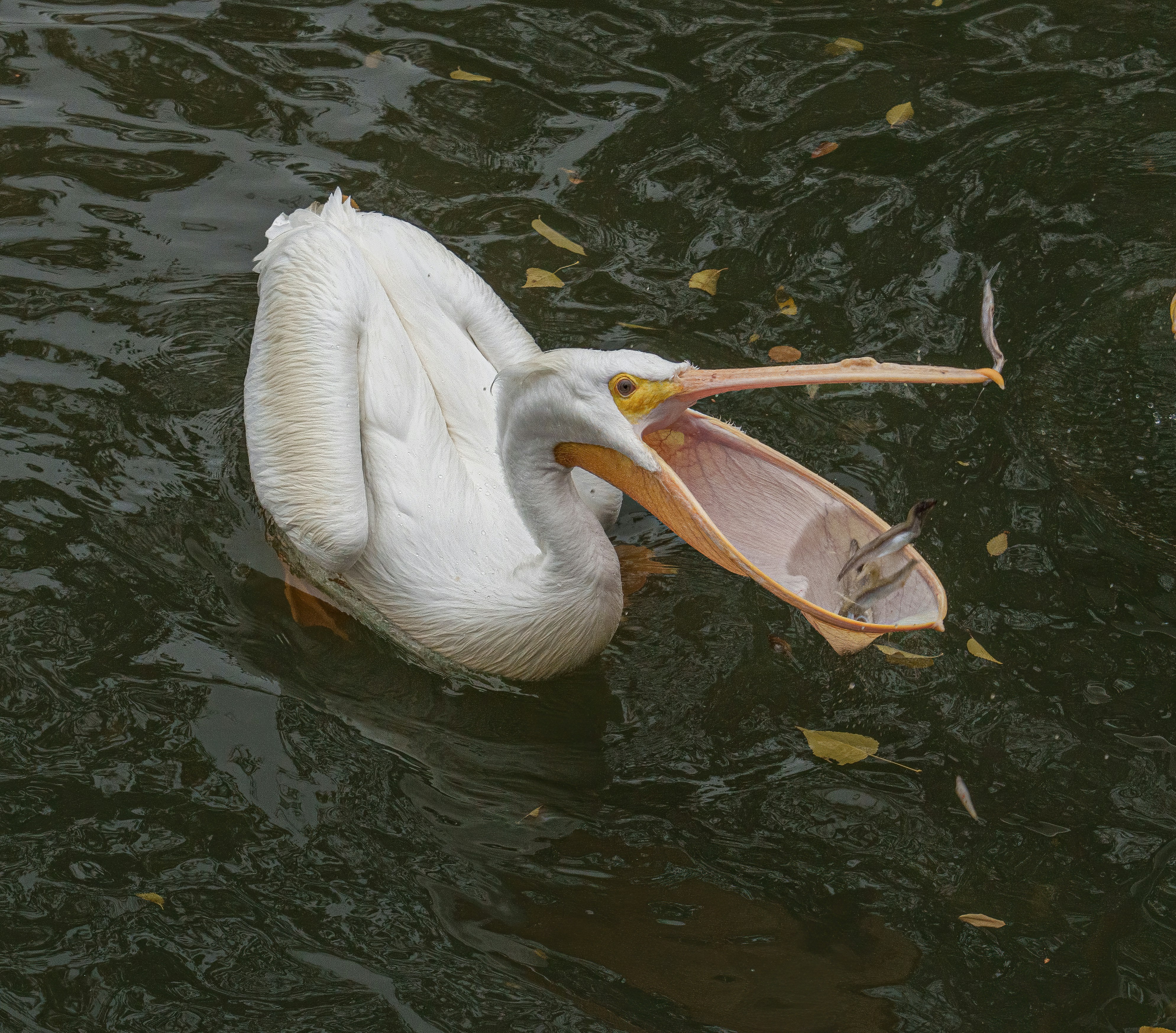 A white pelican with a fish in it's mouth photo – Free Animal Image on ...