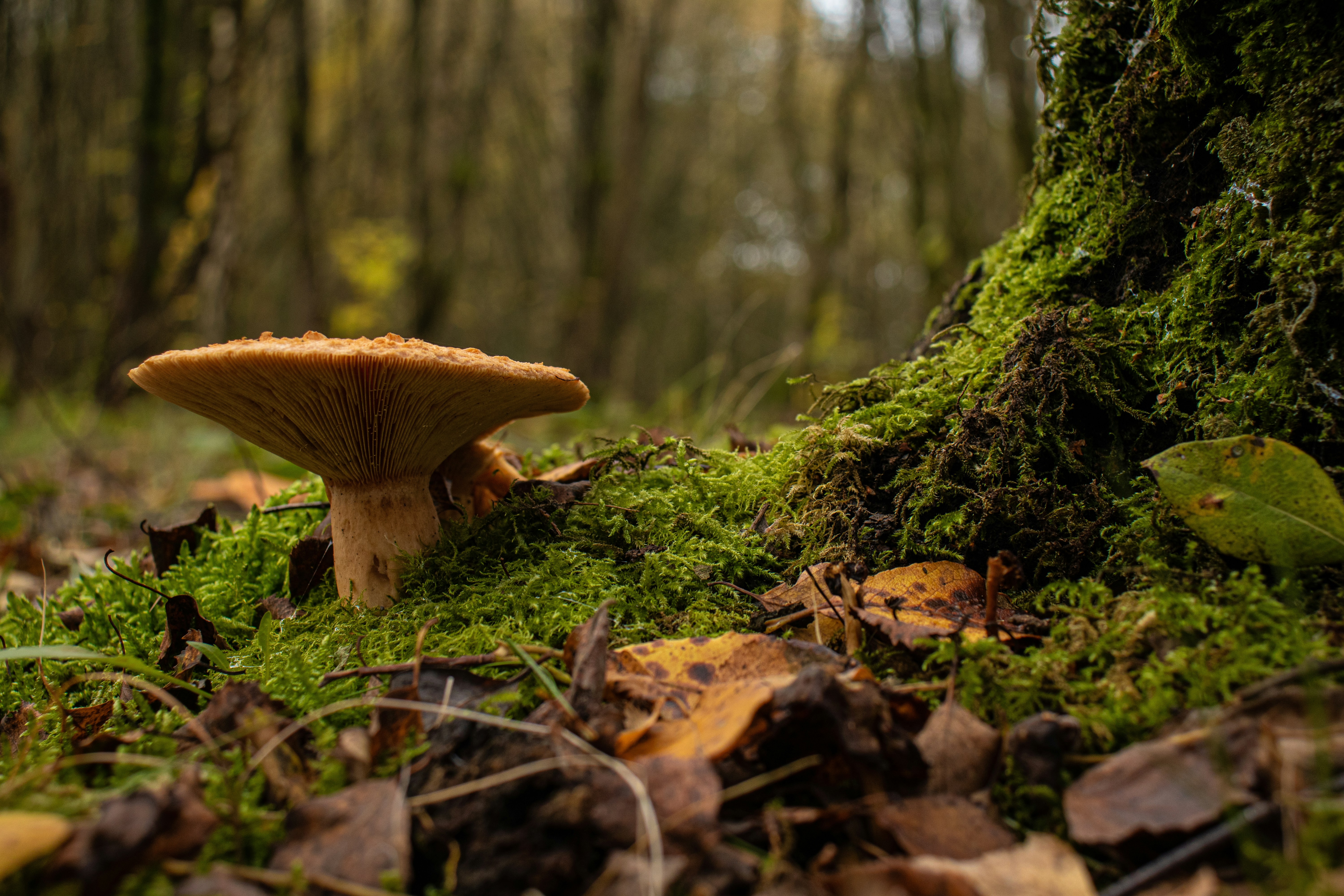 A solitary mushroom emerges from a bed of moss and fallen leaves beside a tree trunk, showcasing the intricate details of forest life.
