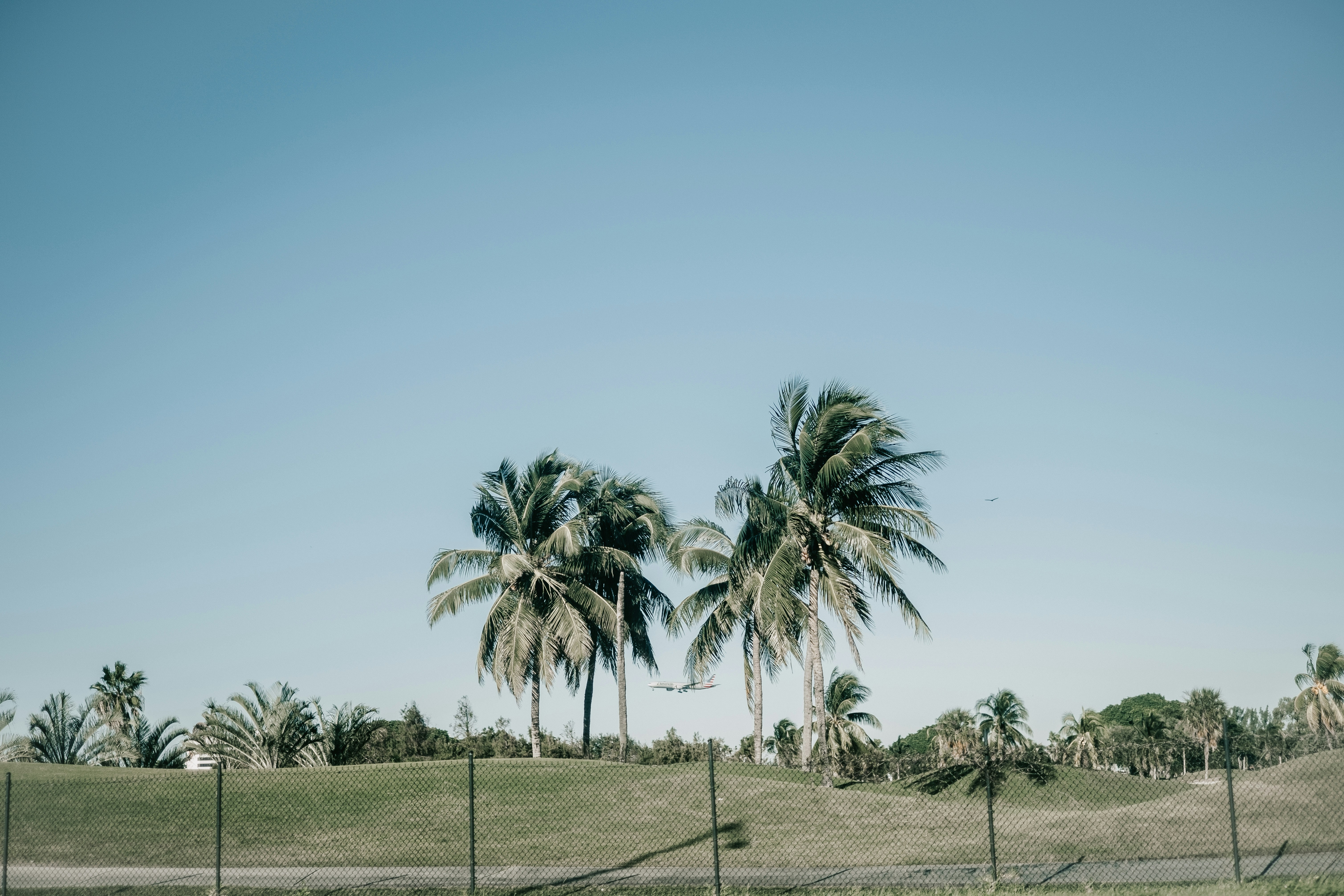 Palm Canopy over a Fenced Horizon under a Clear Blue Sky